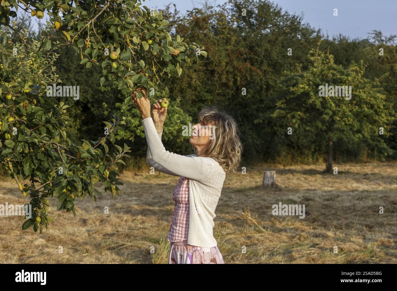 Woman in apple orchard in Normandy, France Stock Photo - Alamy