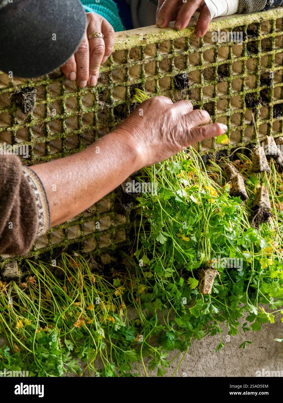 Local farmers preparing seedlings, Soil and Planting Crops for ...