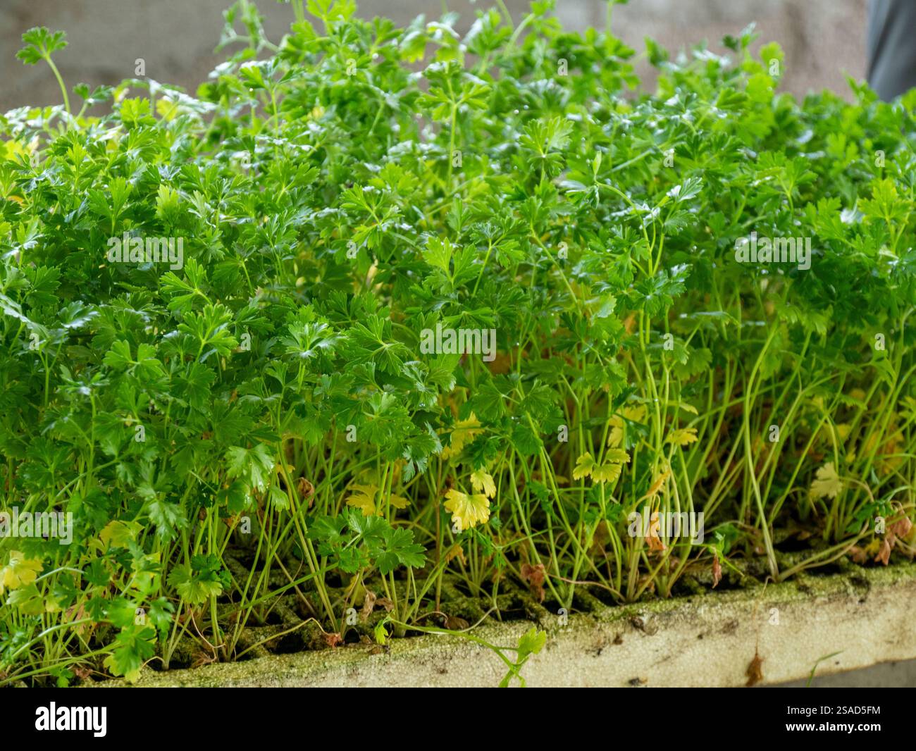 Local farmers preparing seedlings, Soil and Planting Crops for ...