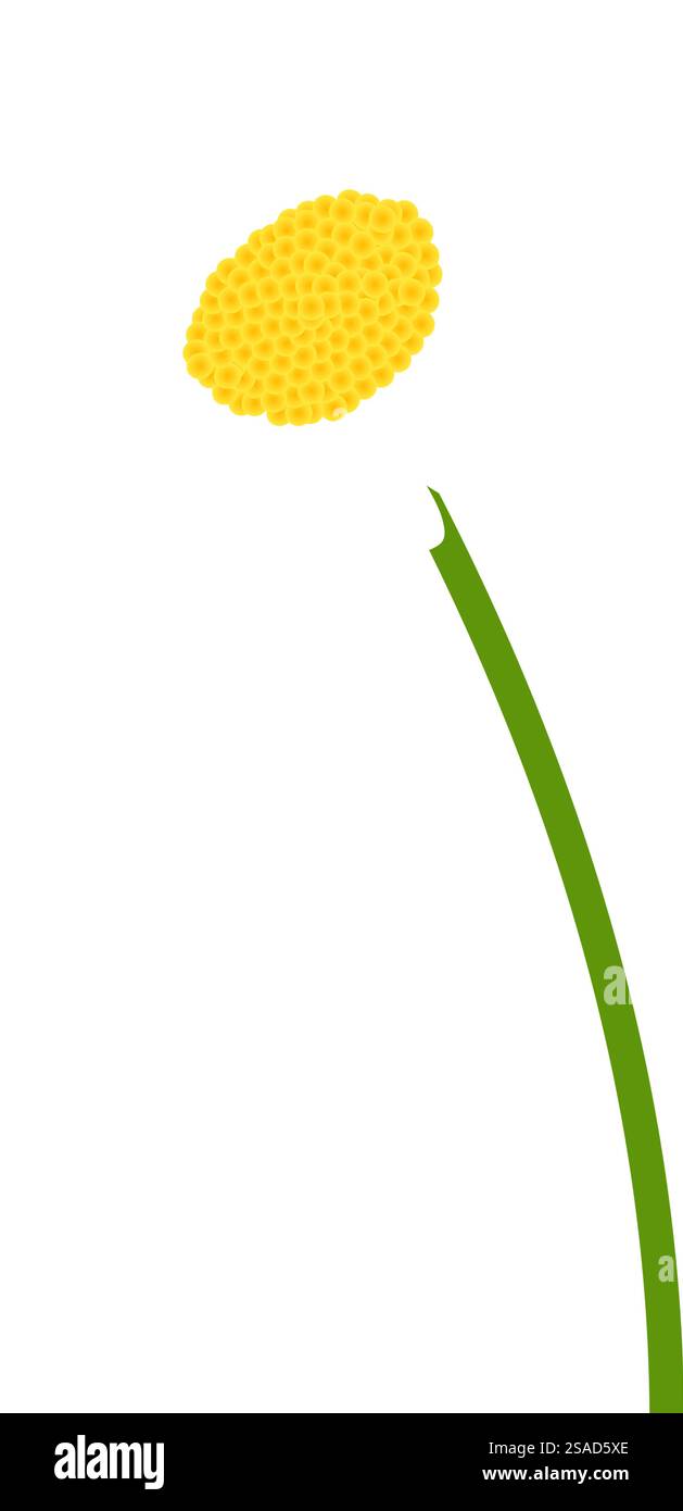 Chamomile flower. Beautiful flower for making summer and spring designs ...