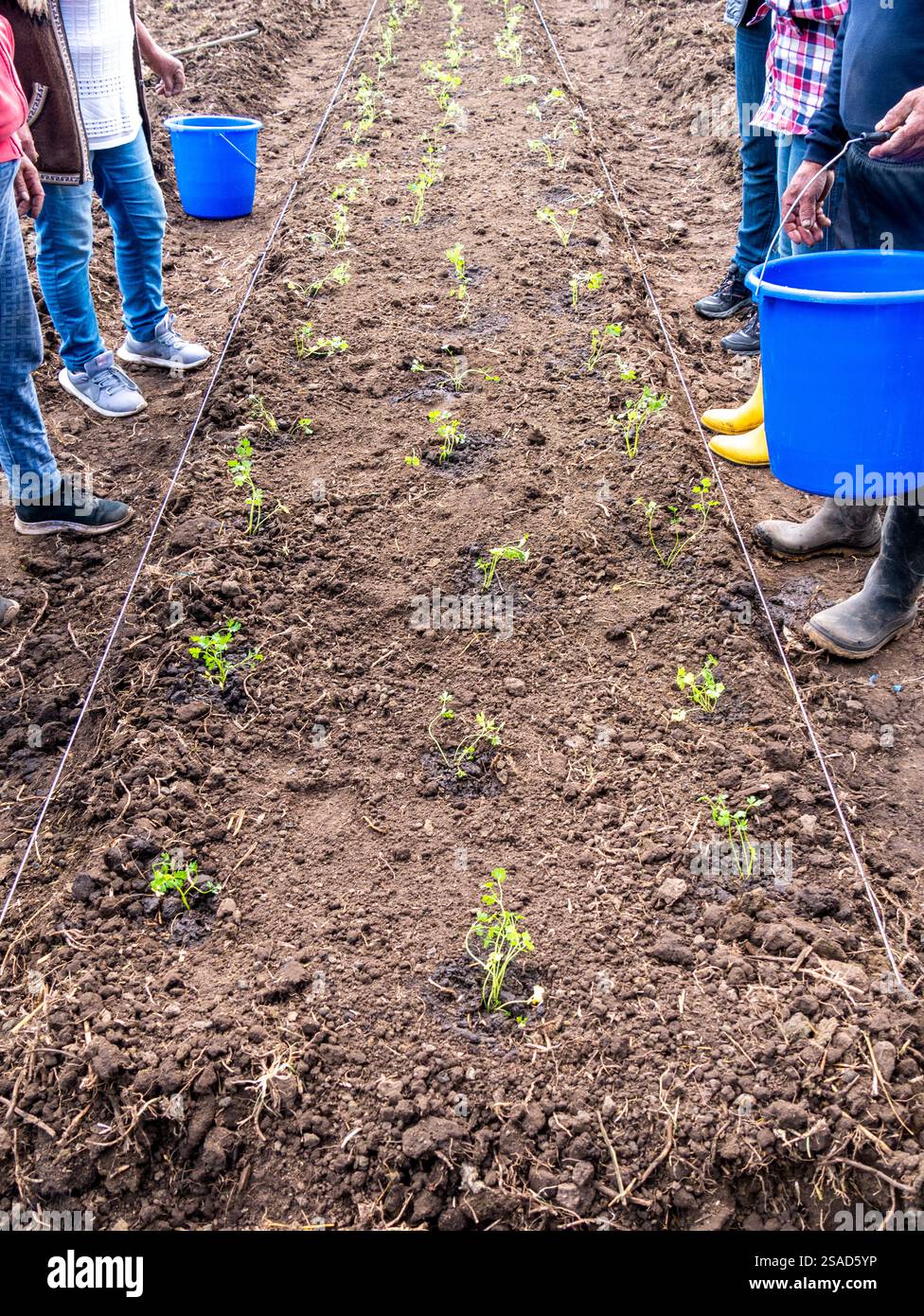 Local farmers preparing seedlings, Soil and Planting Crops for cultivation in a rural setting ...