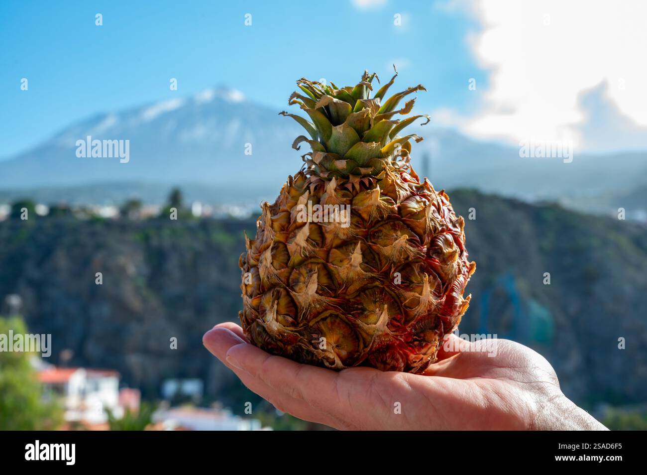 Eco farming in Spain, organic ripe yellow Canarian pineapple tropical ...