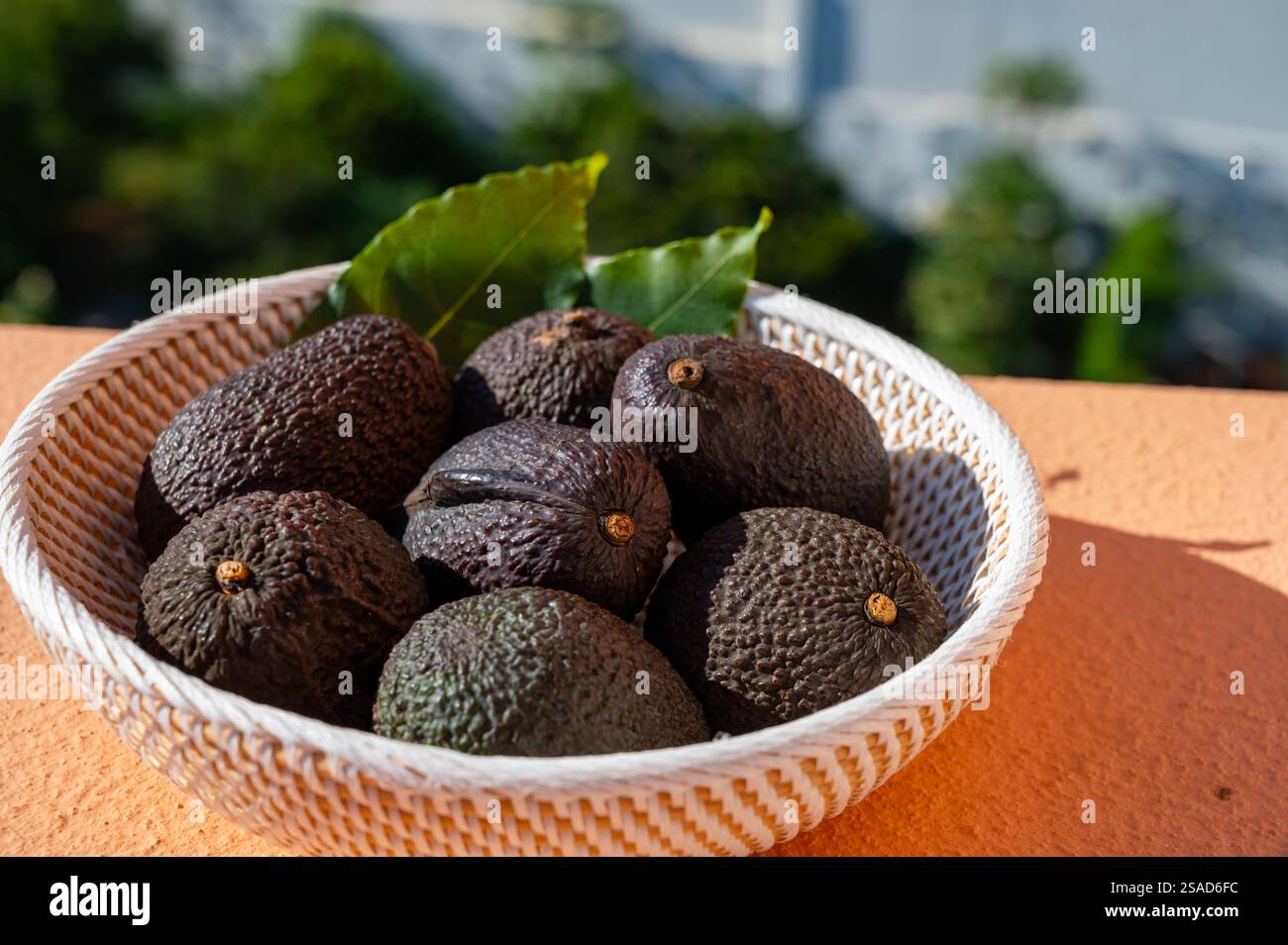 Green ripe avocado from organic avocado plantation - healthy food ...