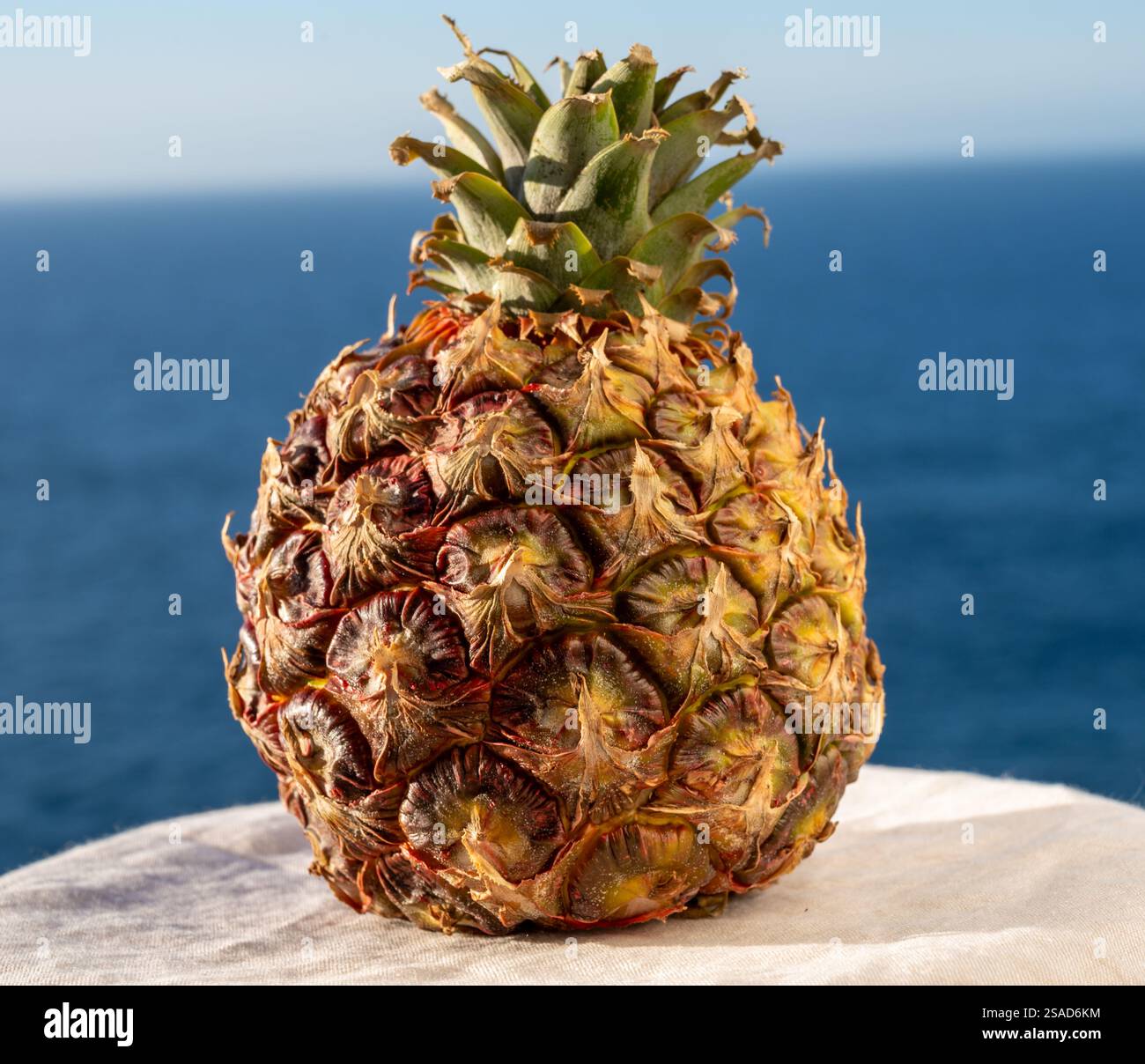 Eco farming in Spain, organic ripe yellow Canarian pineapple tropical ...