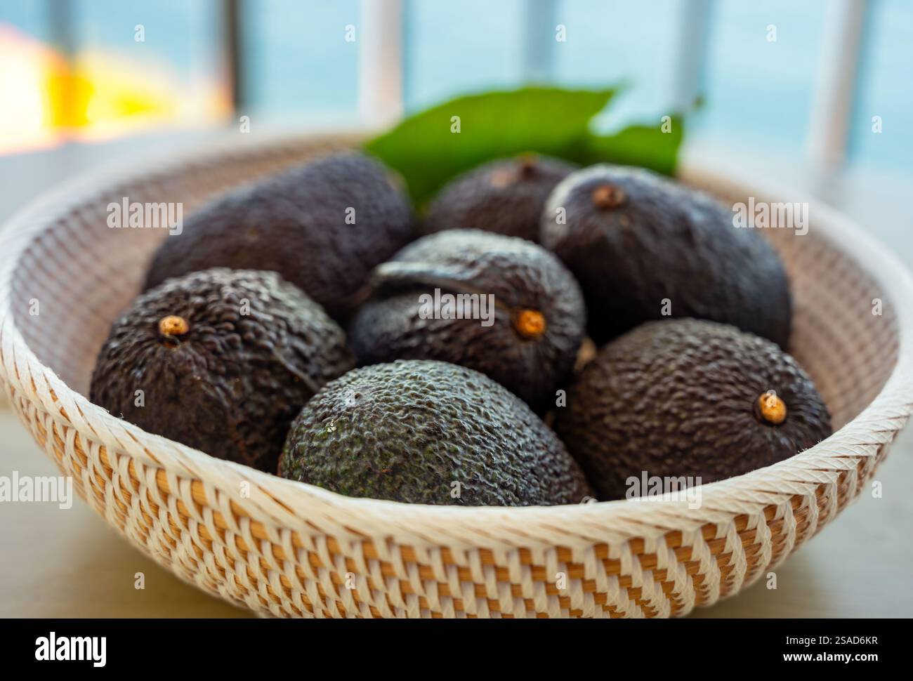 Green ripe avocado from organic avocado plantation - healthy food ...
