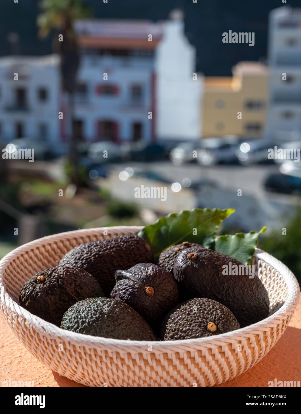 Green ripe avocado from organic avocado plantation - healthy food ...