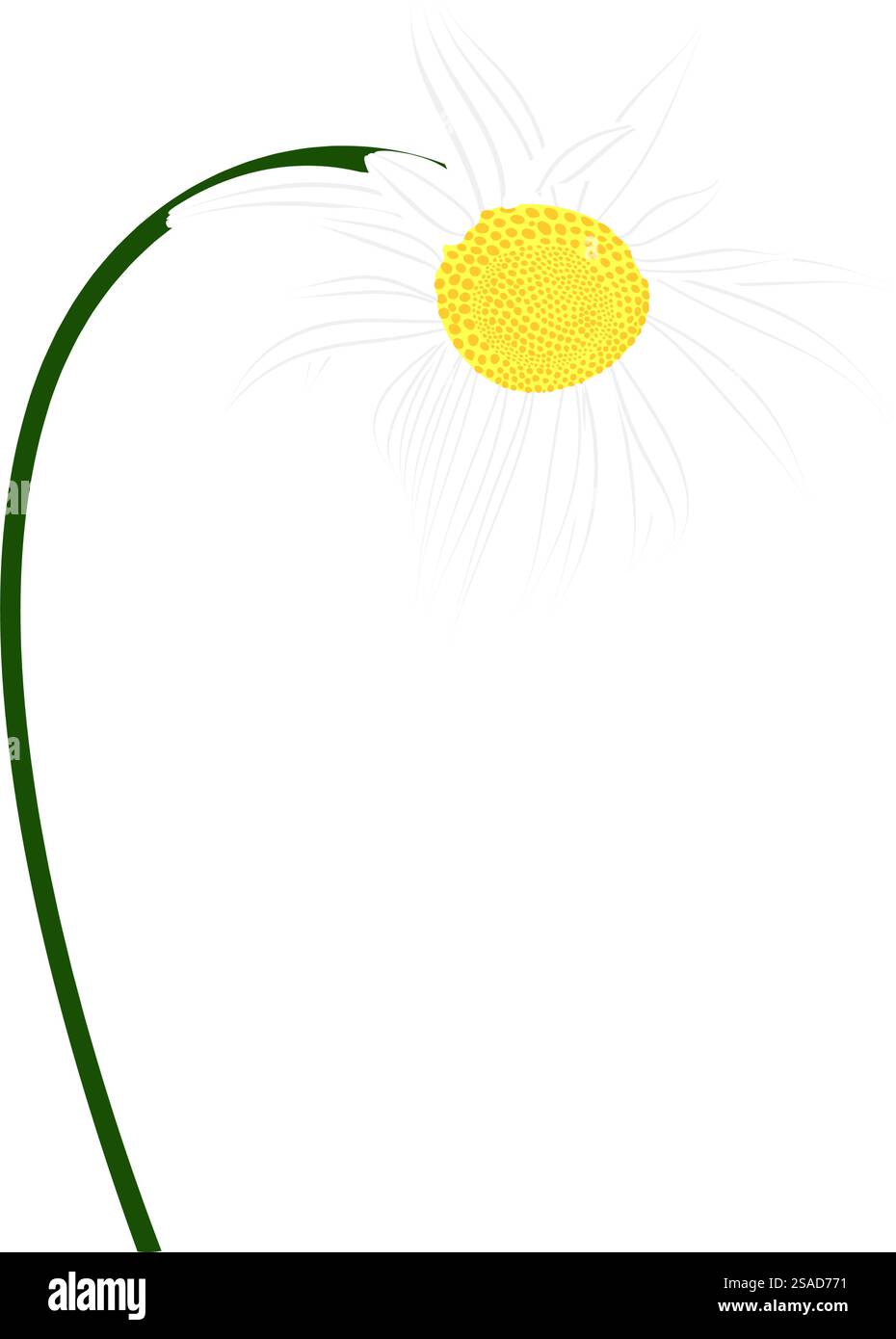 Meadow chamomile flower. Beautiful flower for making summer and spring ...