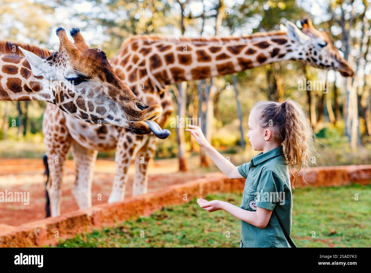 Cute little girl feeding giraffes in Africa Stock Photo - Alamy