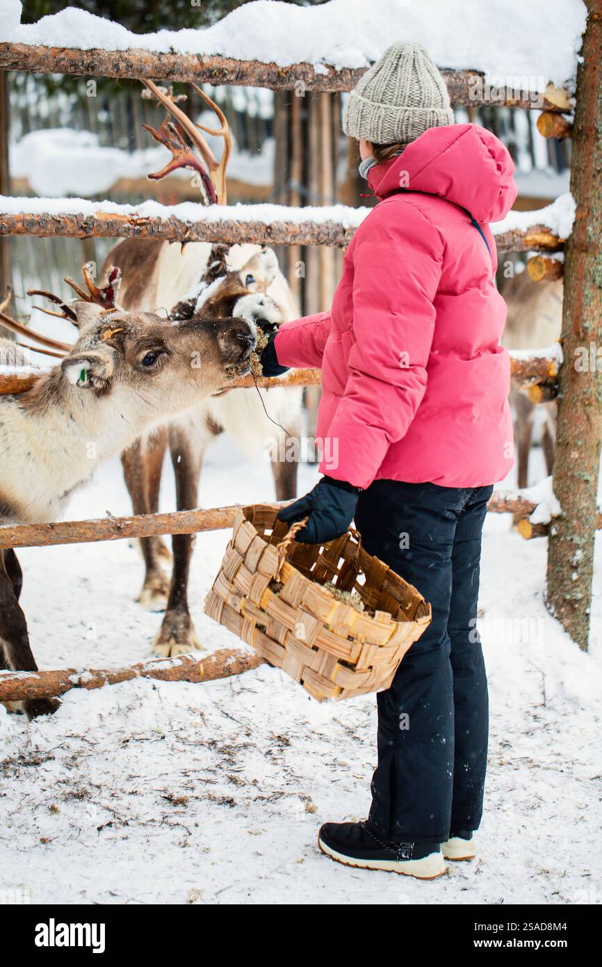 Cute pre-teen girl outdoors feeding reindeers on farm on sunny winter ...
