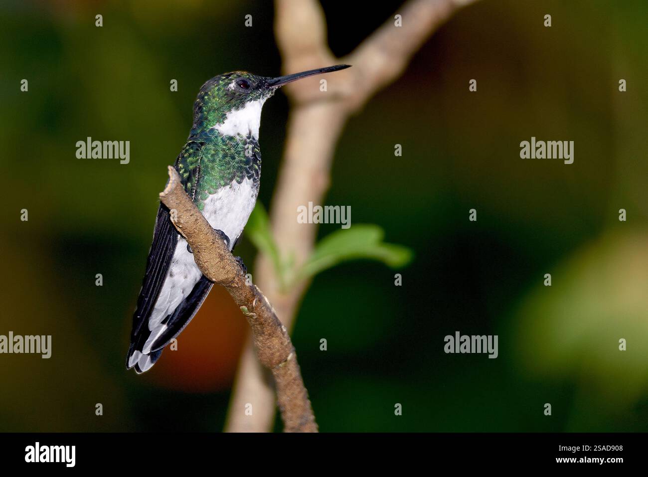 White-throated hummingbird (Leucochloris albicollis) from Iguazu ...