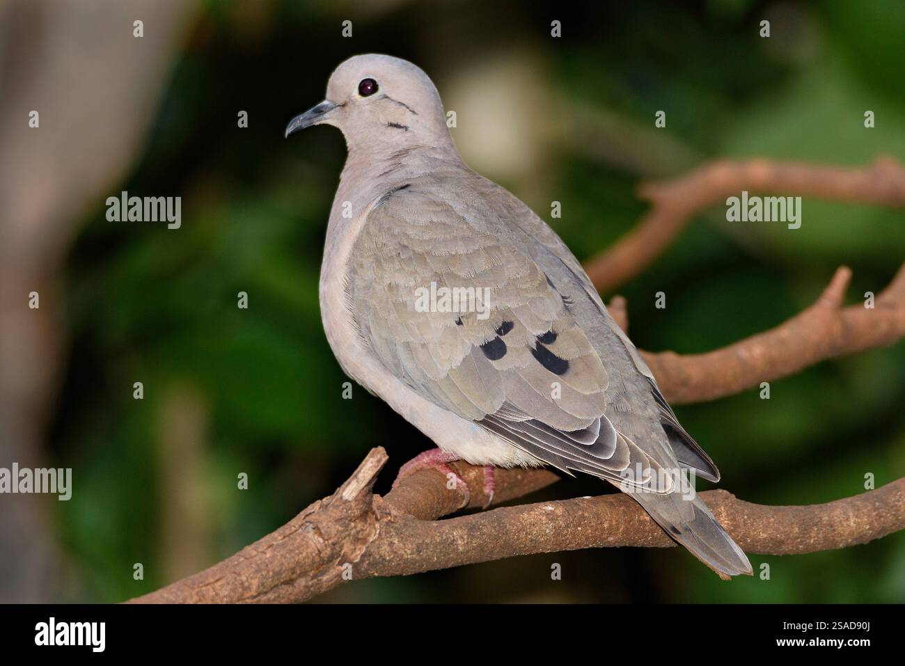 Eared dove (Zenaida auriculata) from Iguazu, Brazil Stock Photo - Alamy