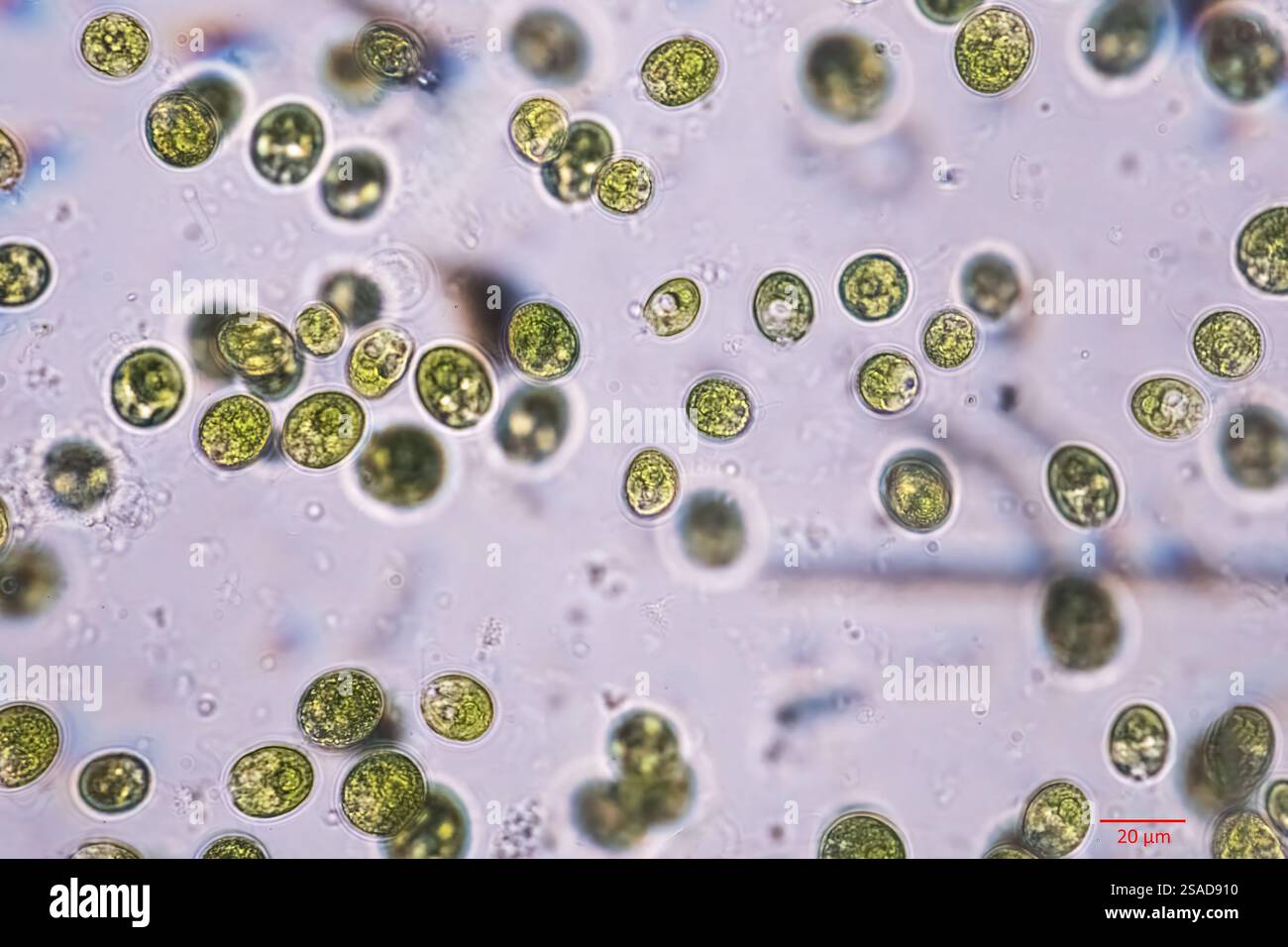 Flaggellater hi-res stock photography and images - Alamy