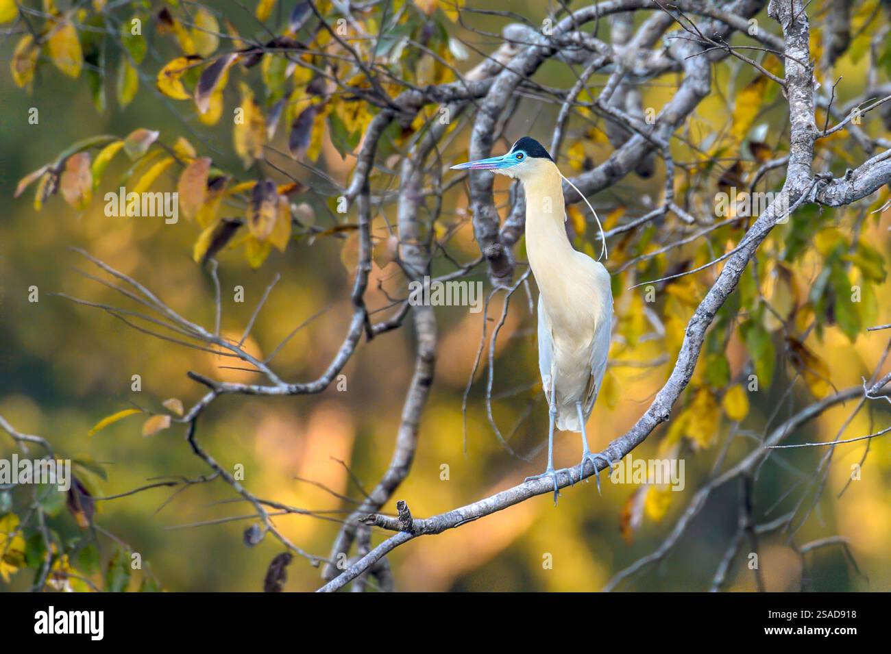 Capped Heron (Pilherodius pileatus) on the banks of Cristalino River ...