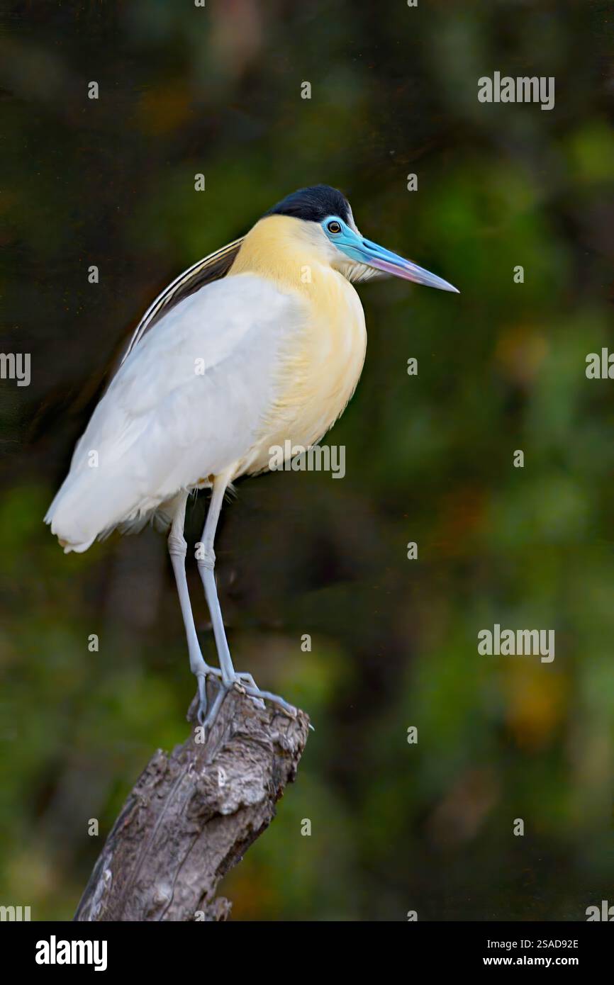 Capped Heron (Pilherodius pileatus) on the banks of Cristalino River ...