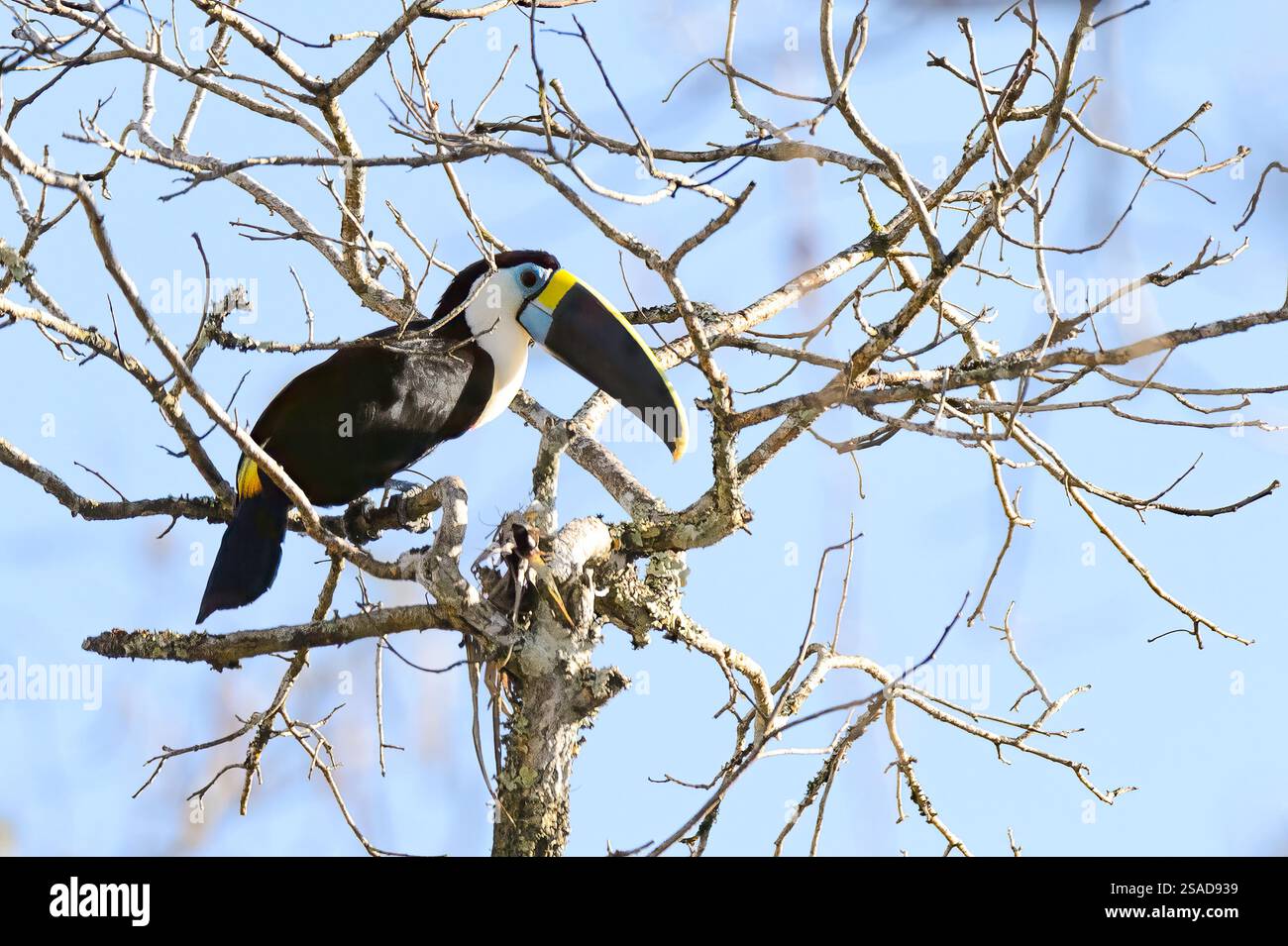 White-throated toucan (Ramphastos tucanus) from Cristalino, southern ...