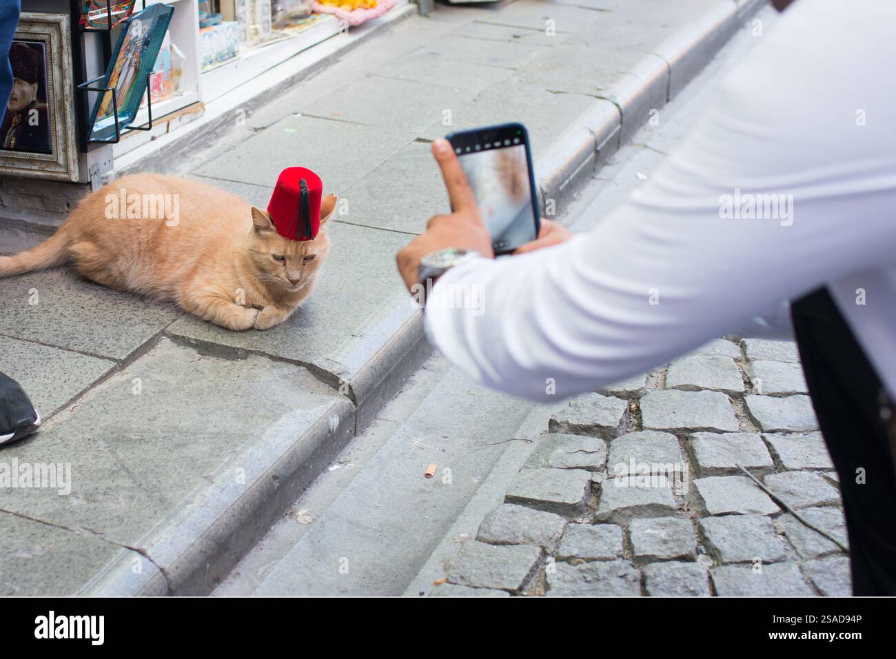 Unrecognizable person taking a picture of a cat with turkish fez ...