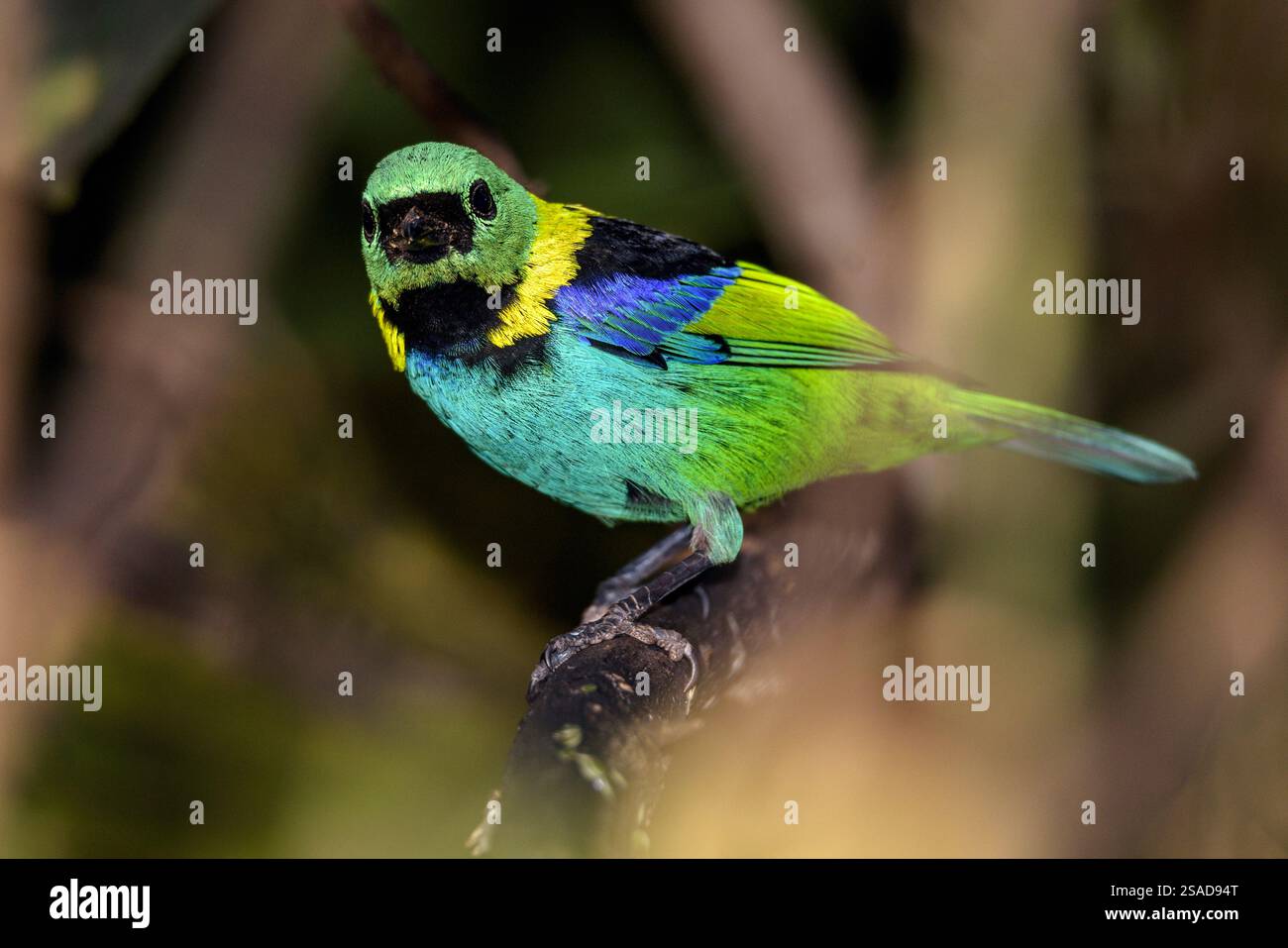 Green-headed tanager (Tangara seledon) from Iguazu, Brazil Stock Photo ...
