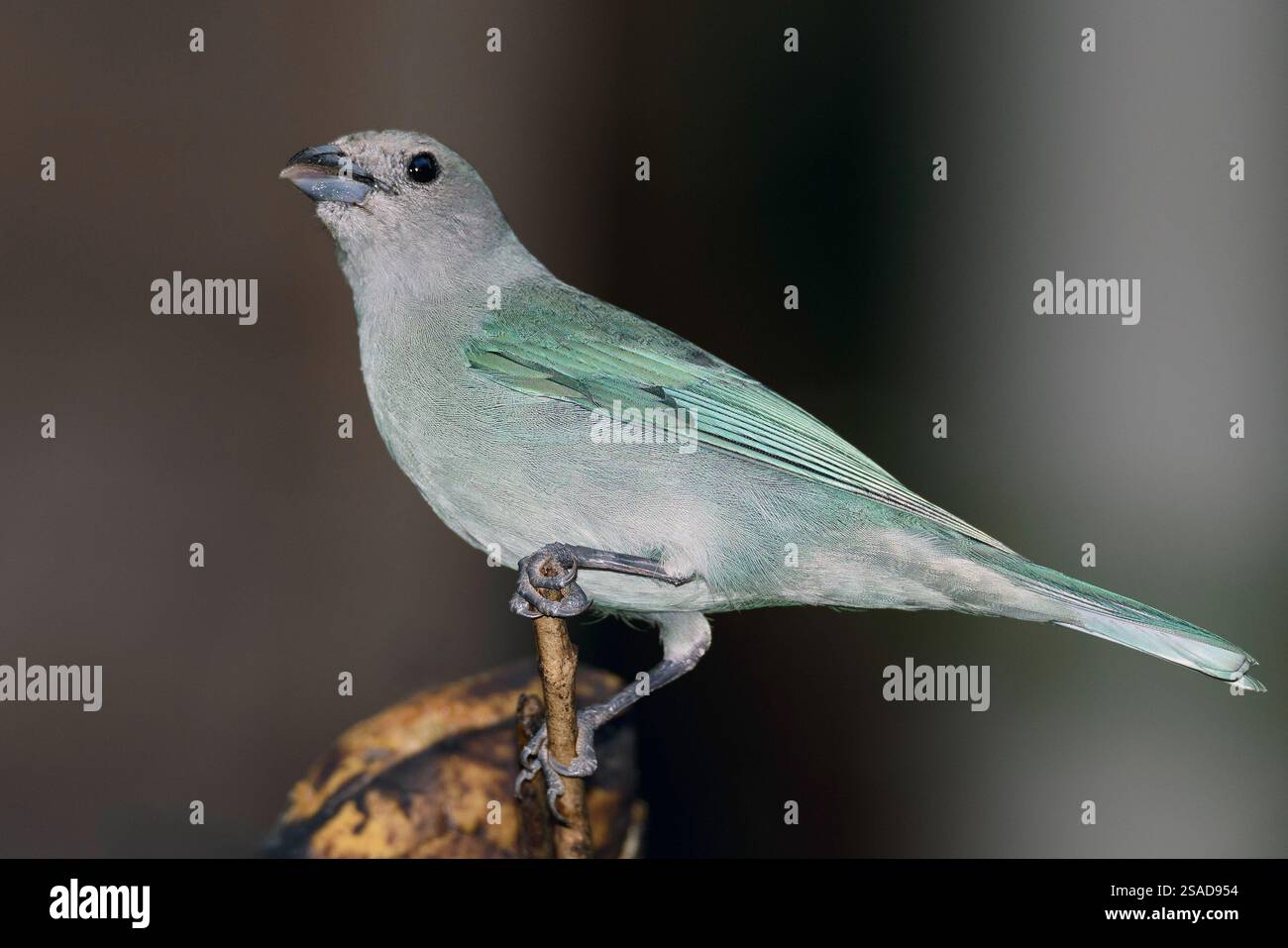 Sayaca tanager (Thraupis sayaca sayaca) from Iguazu, Brazil Stock Photo ...