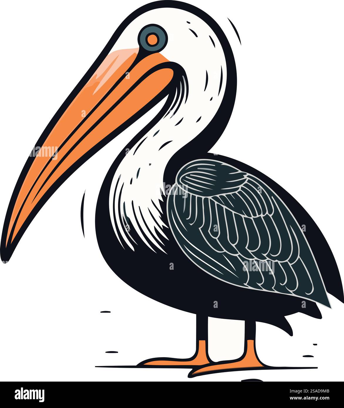 Pelican isolated on white background. Hand drawn vector illustration ...