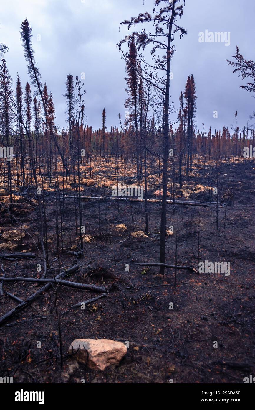 A forest fire has burned down a large area of trees. The sky is cloudy ...