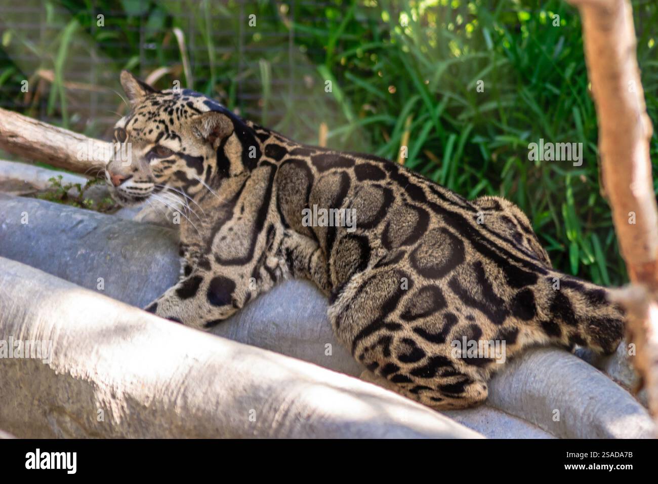 Tiger laying on log hi-res stock photography and images - Alamy