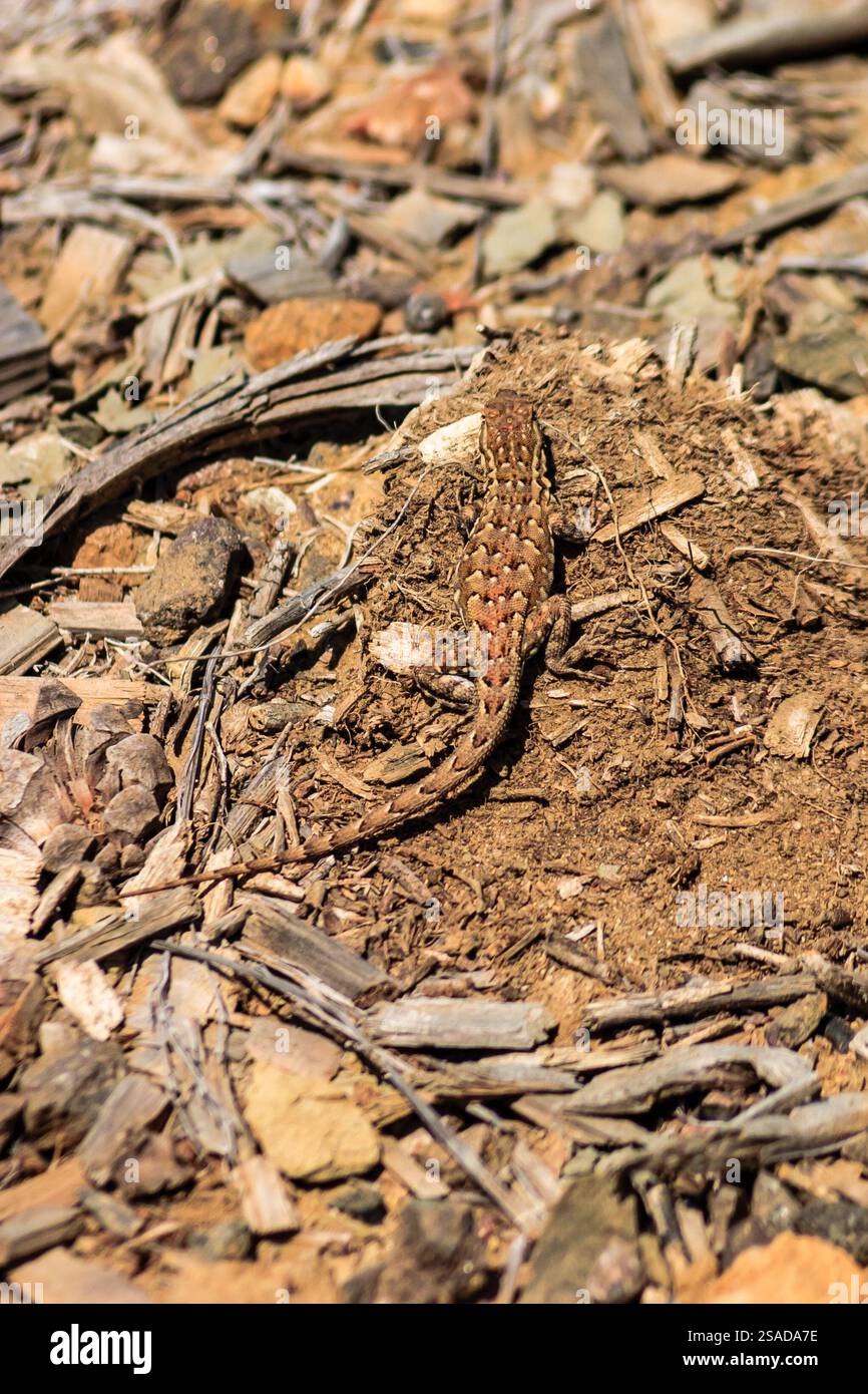 A lizard is laying on the ground in a pile of dirt. The dirt is brown ...