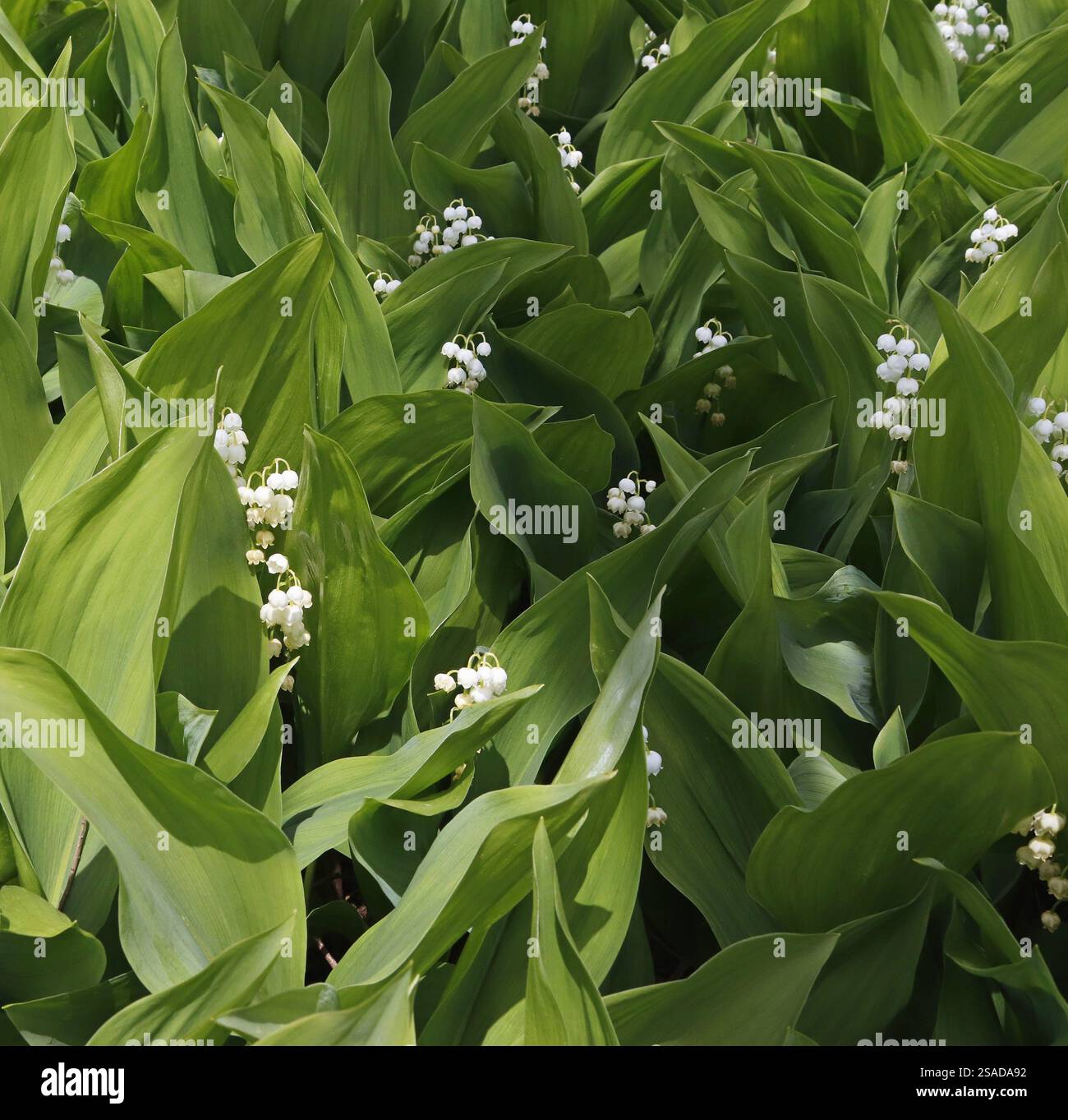Blooming May lily of the valley, which fills the field of the frame ...