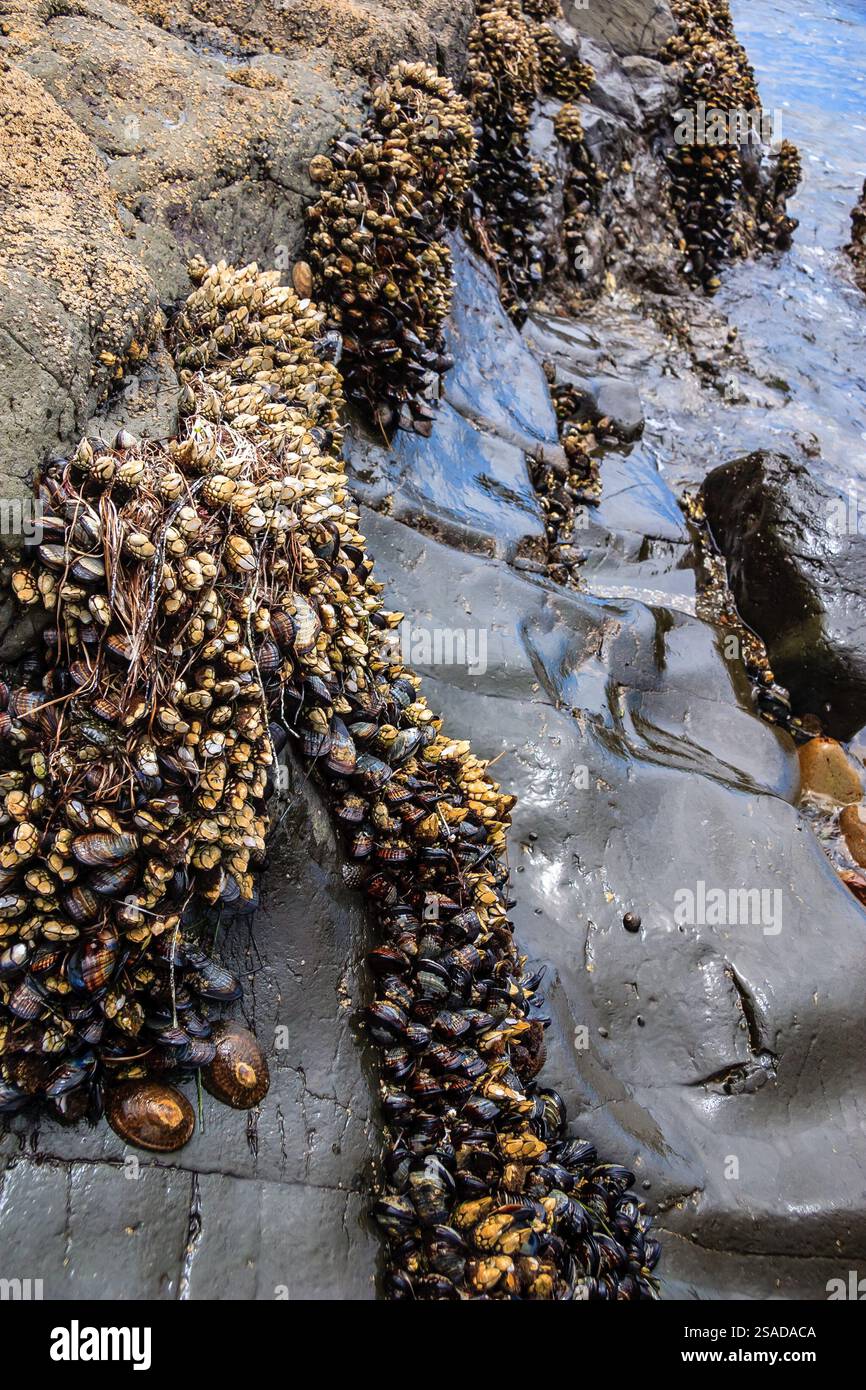 A rocky shoreline with a large mass of seaweed and other marine life ...