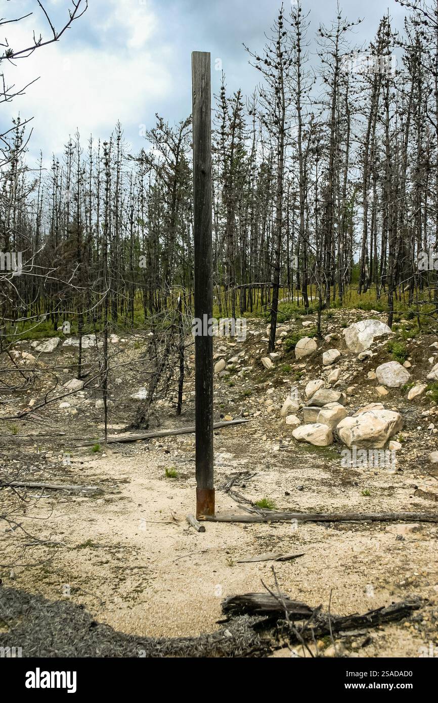 A pole is standing in a field of dead trees. The pole is black and has ...