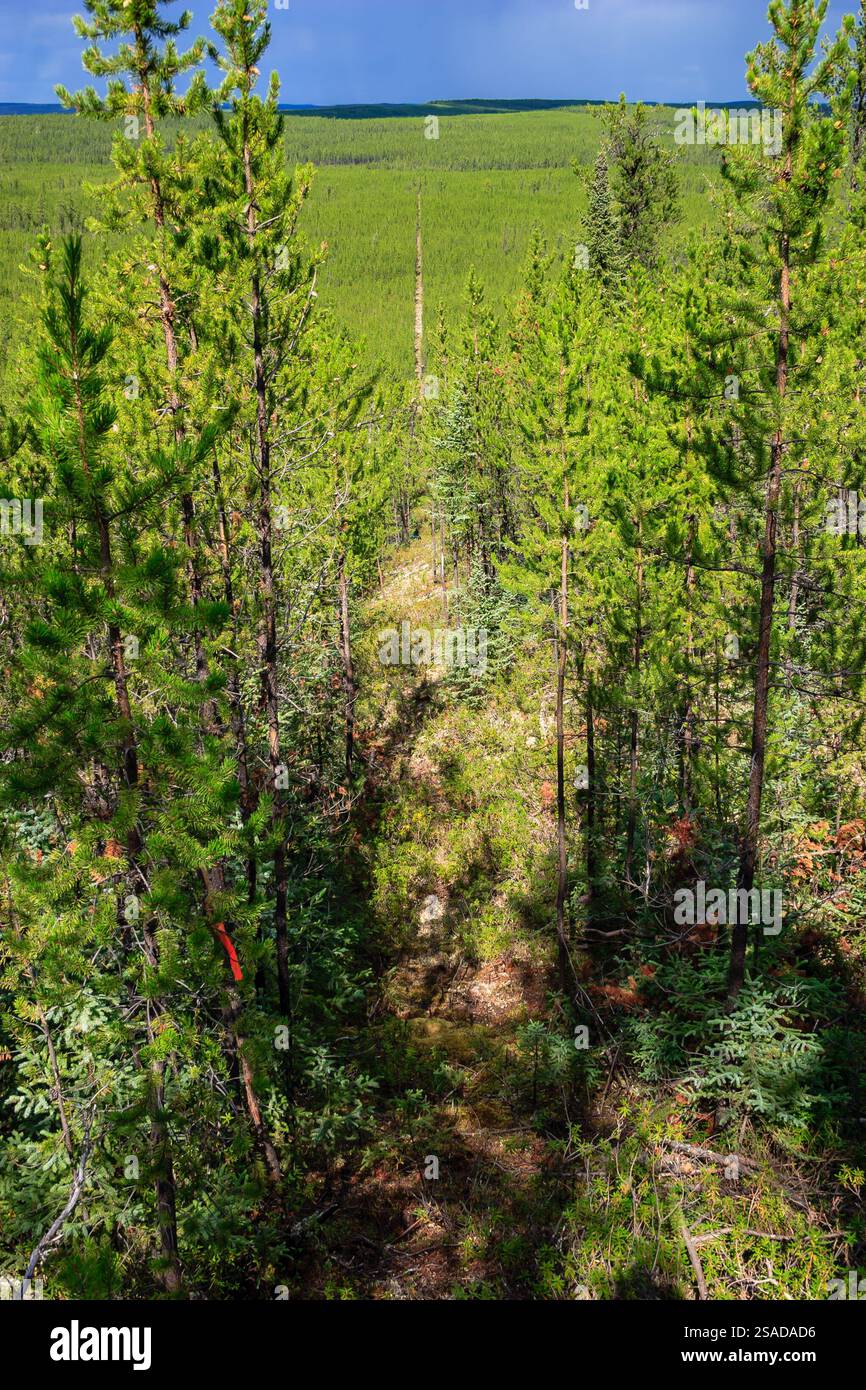 A forest with a path through it. The trees are green and the sky is ...