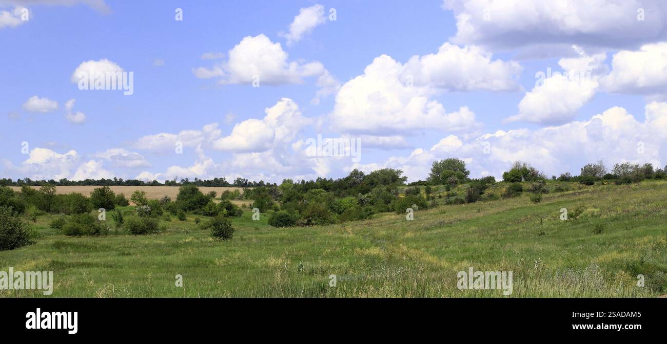 Green steppe grass, distant forest, blue sky with clouds. Landscape ...