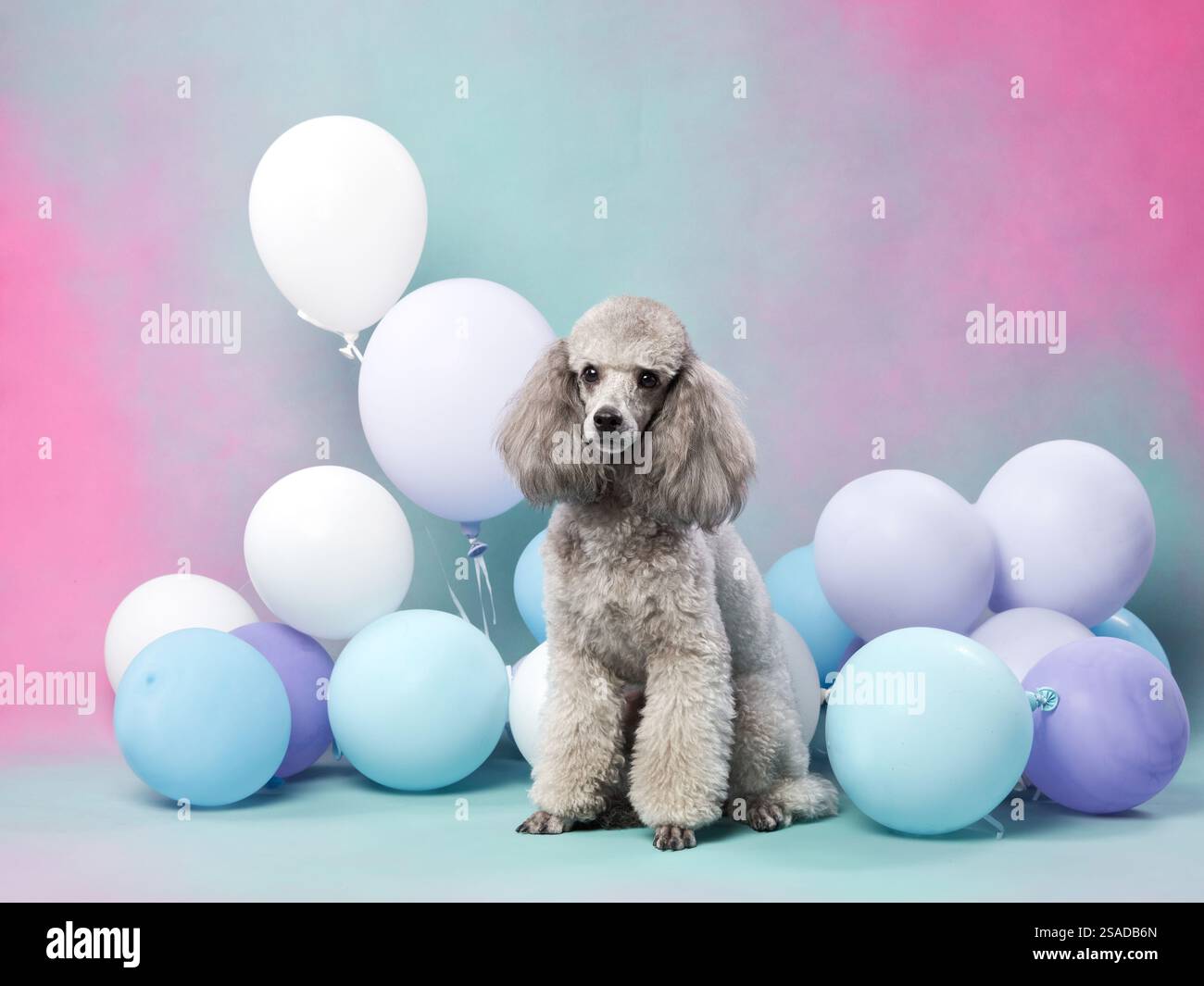 Poodle coat colors hi-res stock photography and images - Alamy