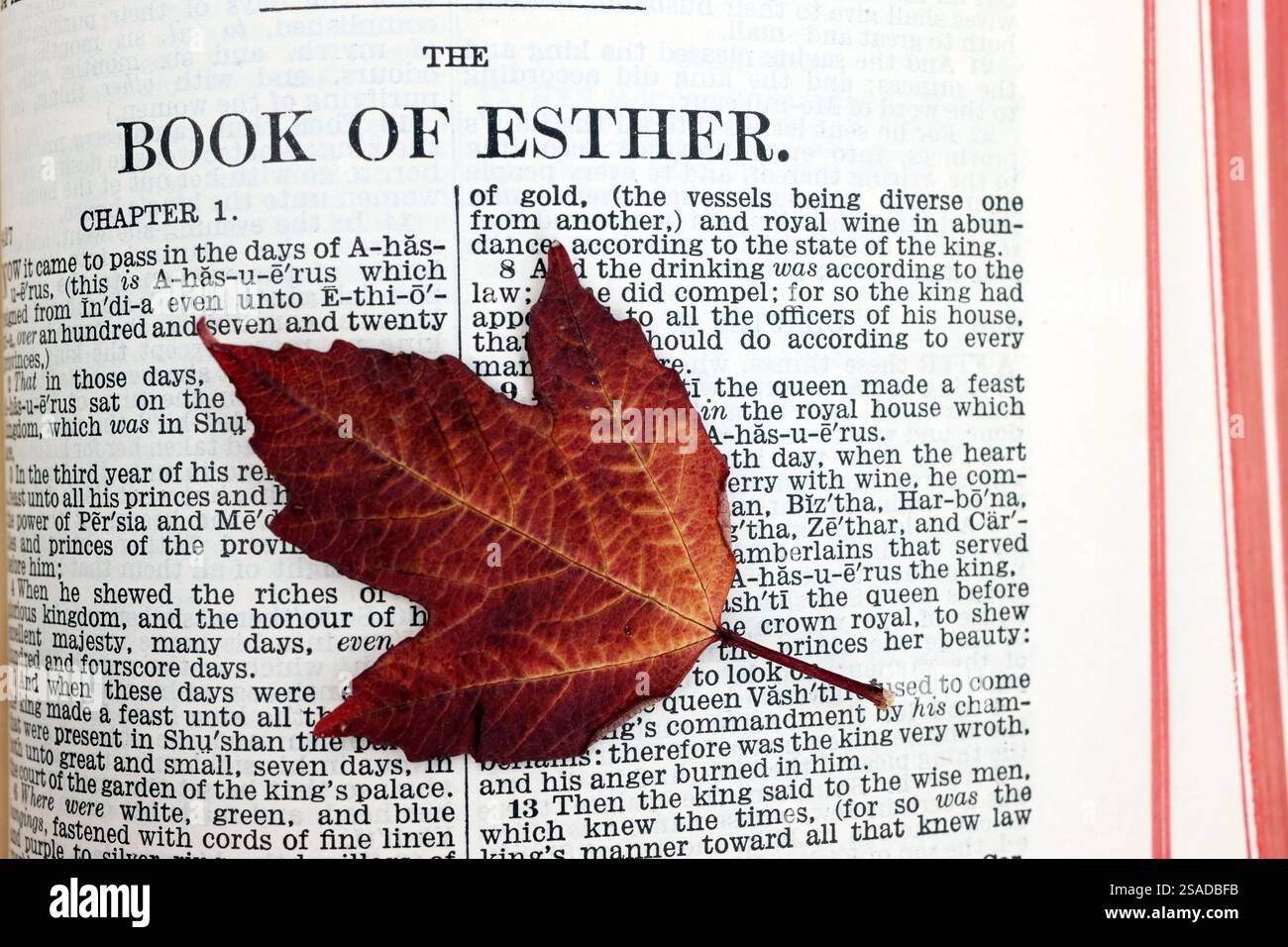 Open Bible with a dried tree leaf. Book of Esther Stock Photo - Alamy