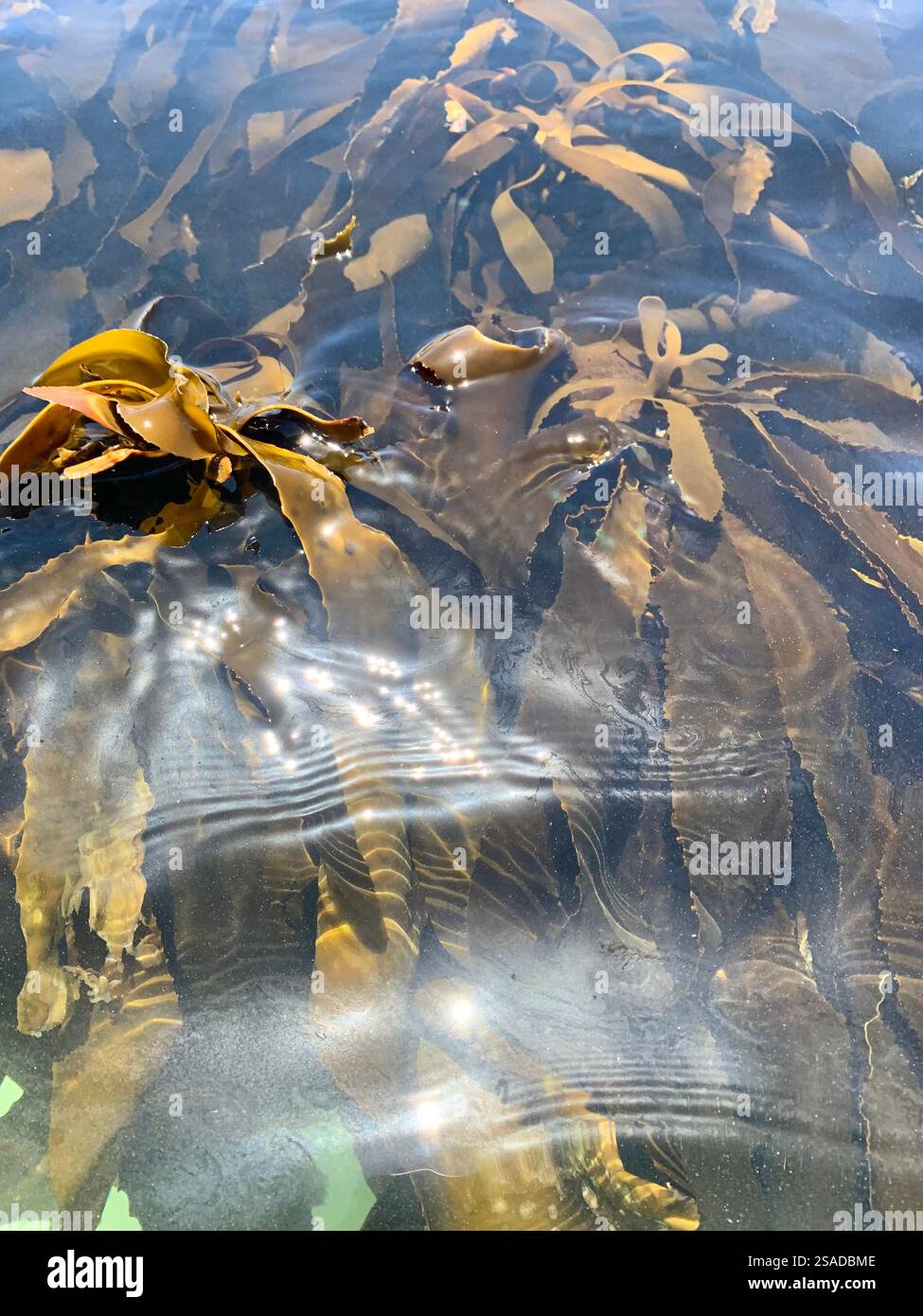 Seaweed floating in shallow water hi-res stock photography and images ...