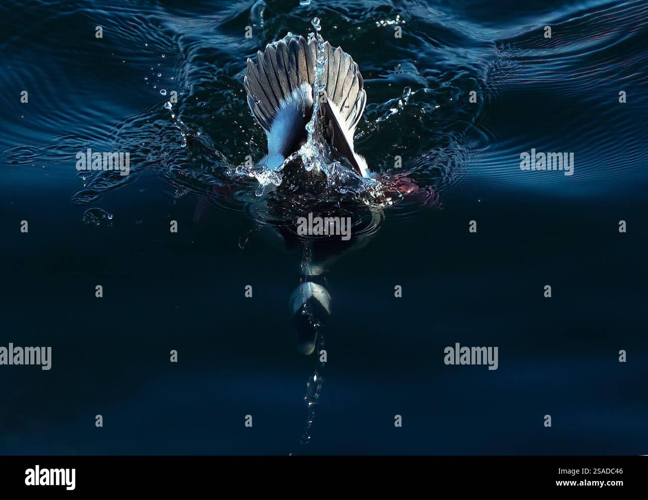 Drake Bufflehead duck diving Stock Photo - Alamy