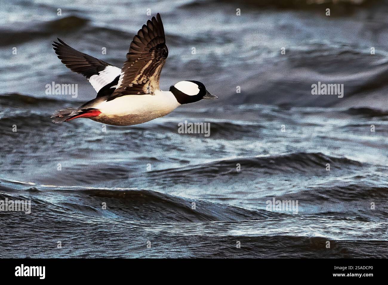 Drake Bufflehead duck in flight Stock Photo - Alamy