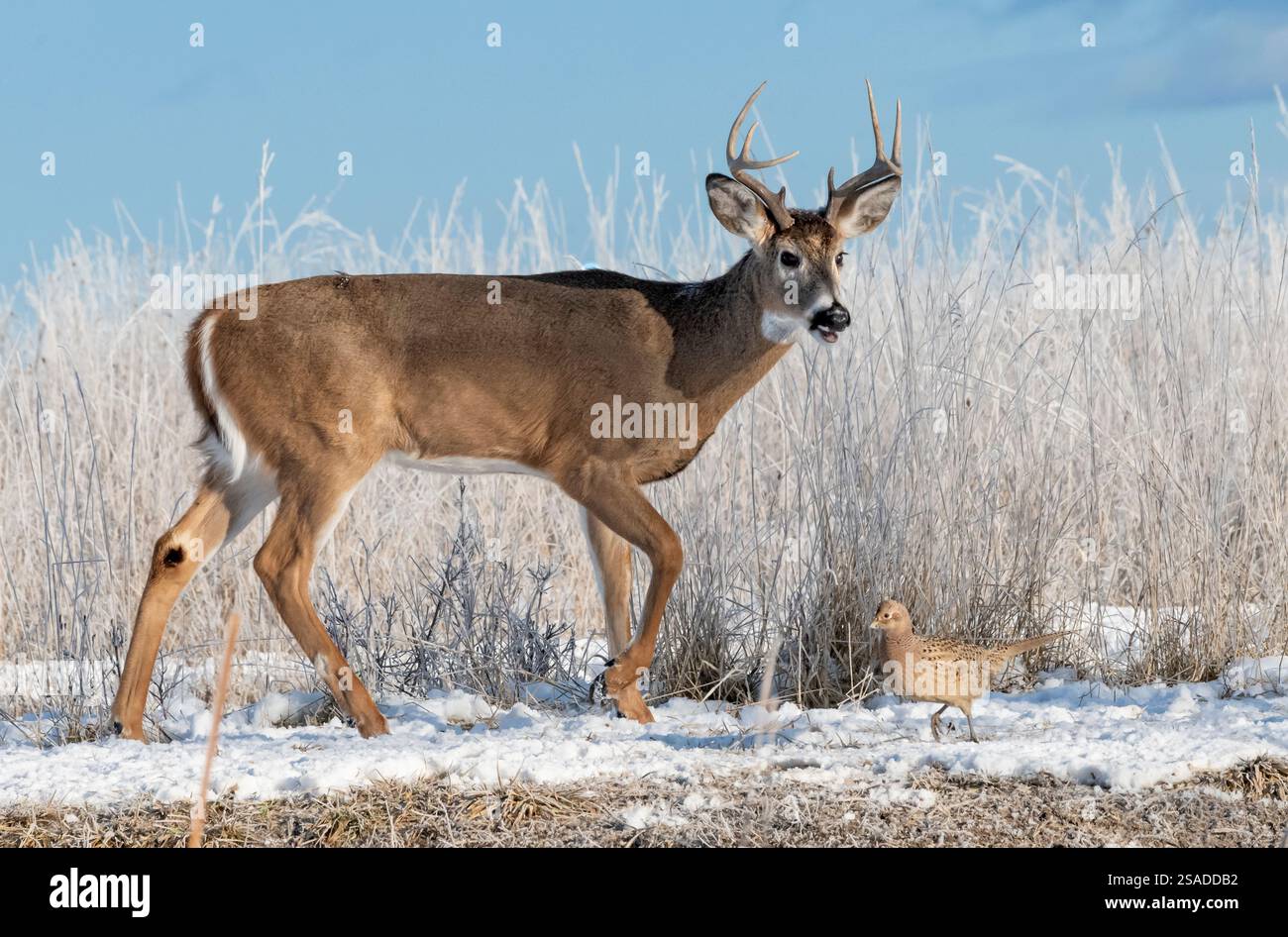 North America; United States; Montana; Mission Valley; Wildlife ...