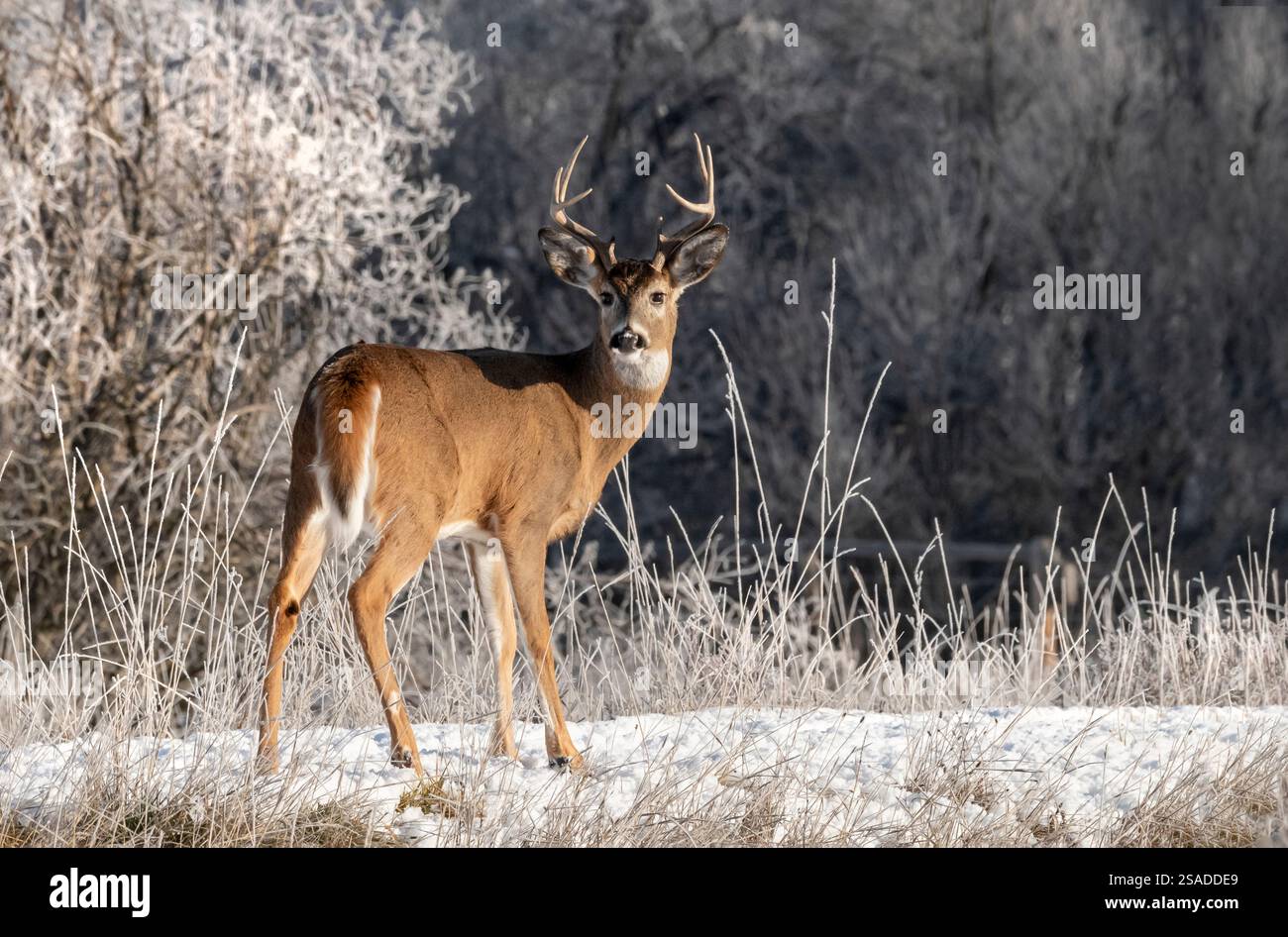 North America; United States; Montana; National Bison Range; Wildlife ...