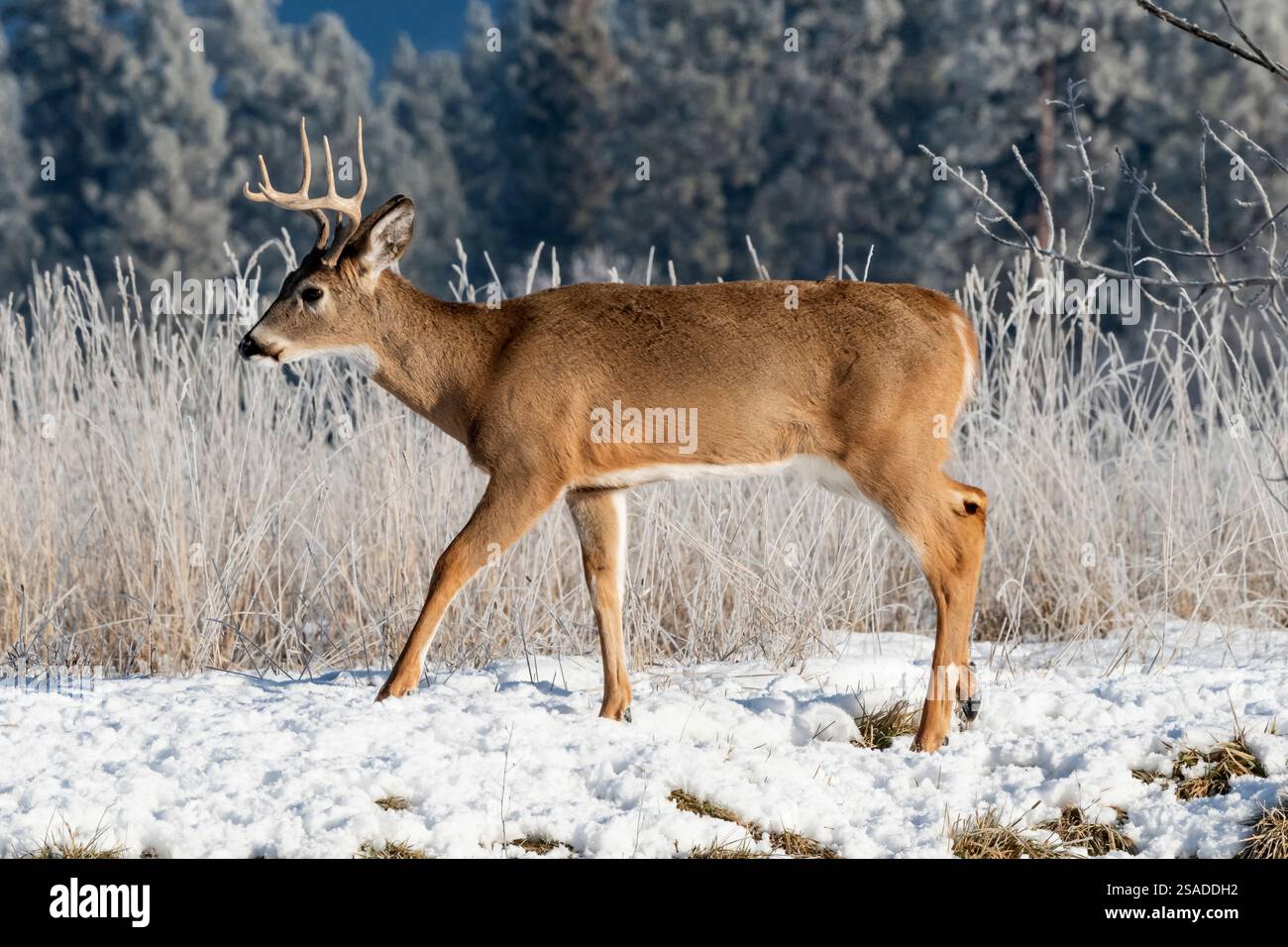 North America; United States; Montana; Mission Valley; Wildlife ...