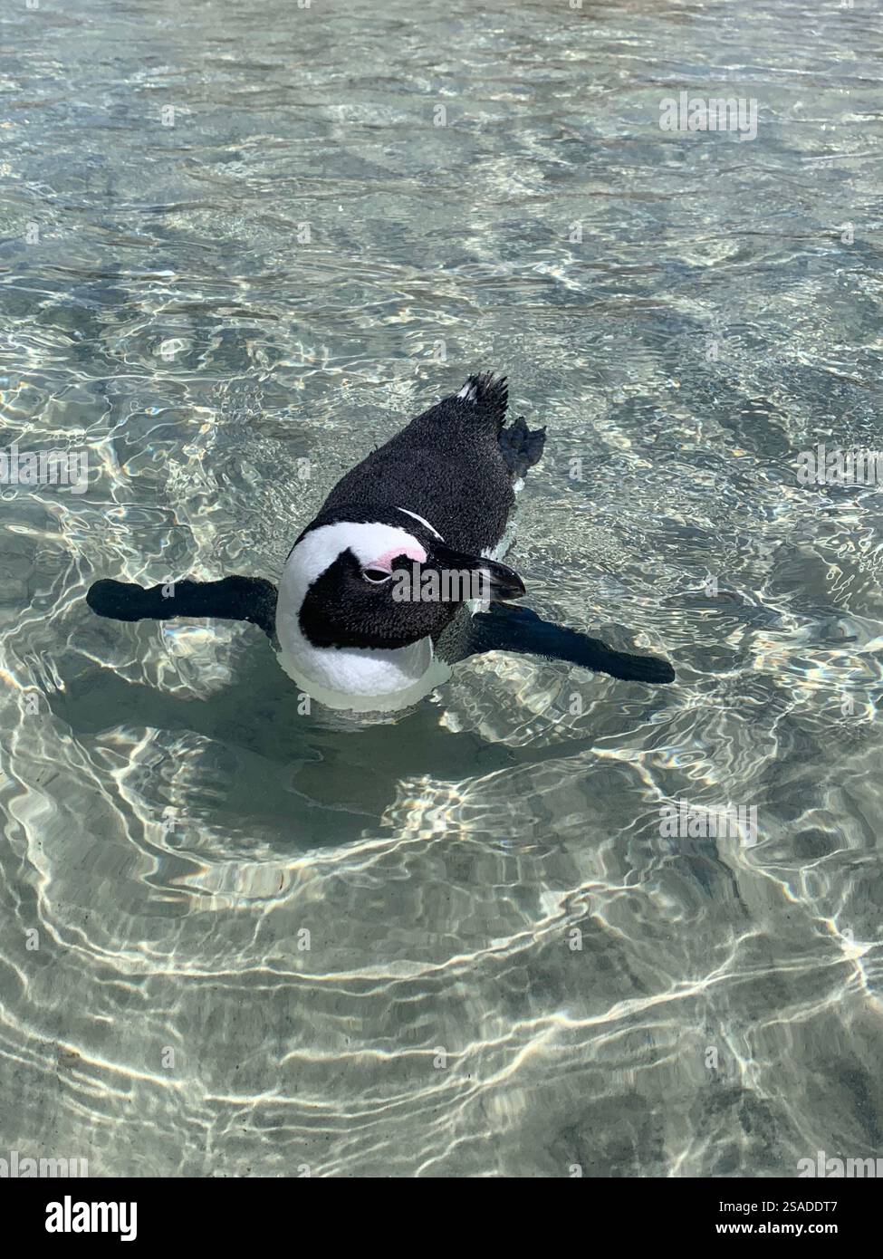 Penguins at Boulders Beach Cape Town Stock Photo - Alamy