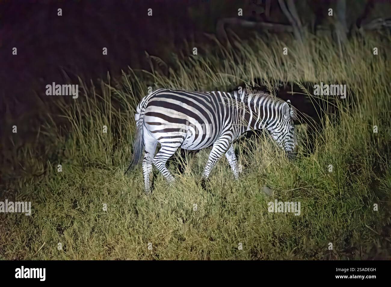 Zebra in the Grasses on a Night Safari in Hwange National Park in ...