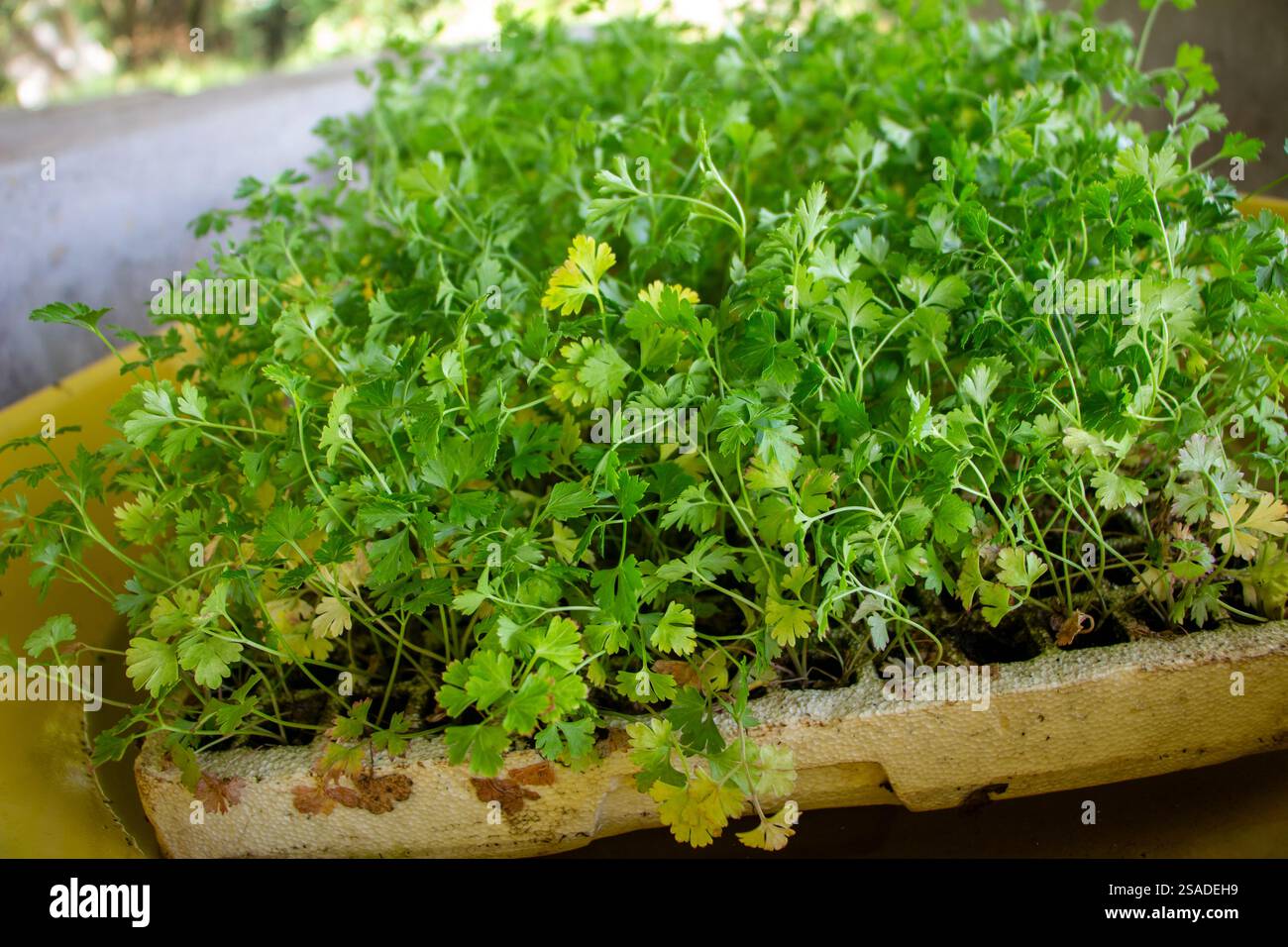 Local farmers preparing seedlings, Soil and Planting Crops for ...