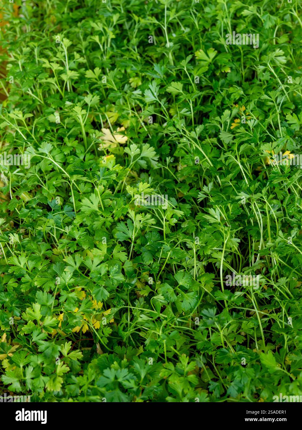Local farmers preparing seedlings, Soil and Planting Crops for ...