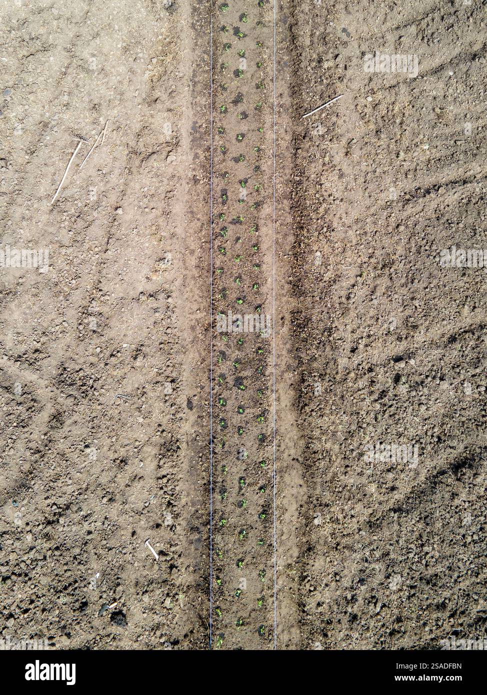 Local farmers preparing seedlings, Soil and Planting Crops for ...