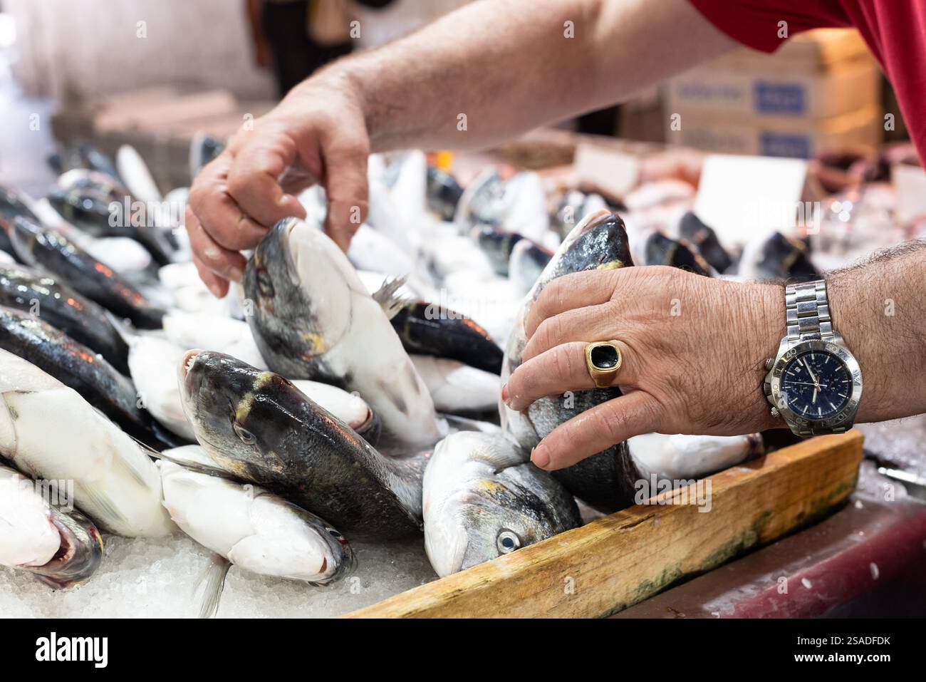 Detail of fishmonger hands with big ring on his finger showing sea ...