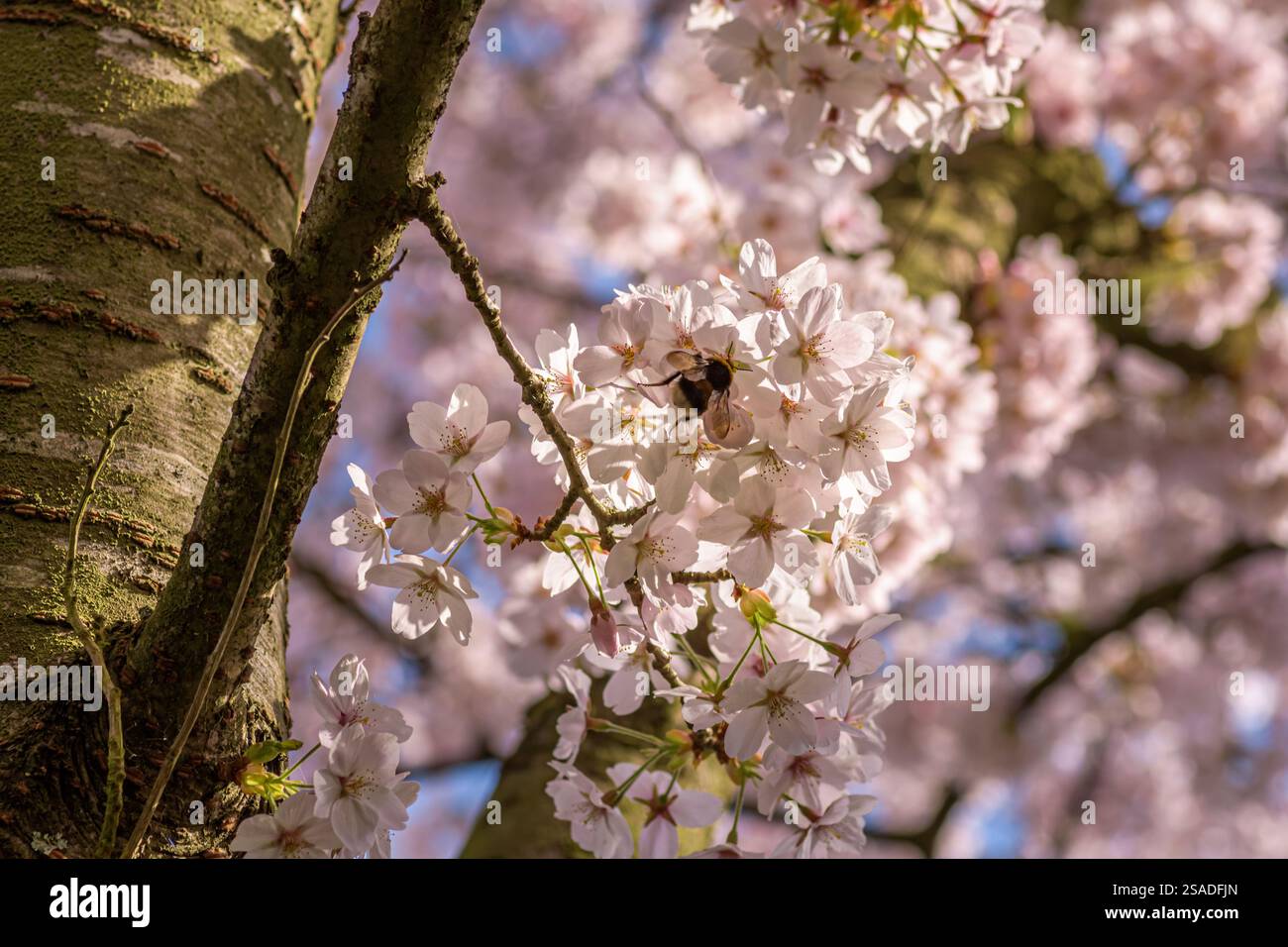 Bumblebee collecting pollen on tree hi-res stock photography and images ...