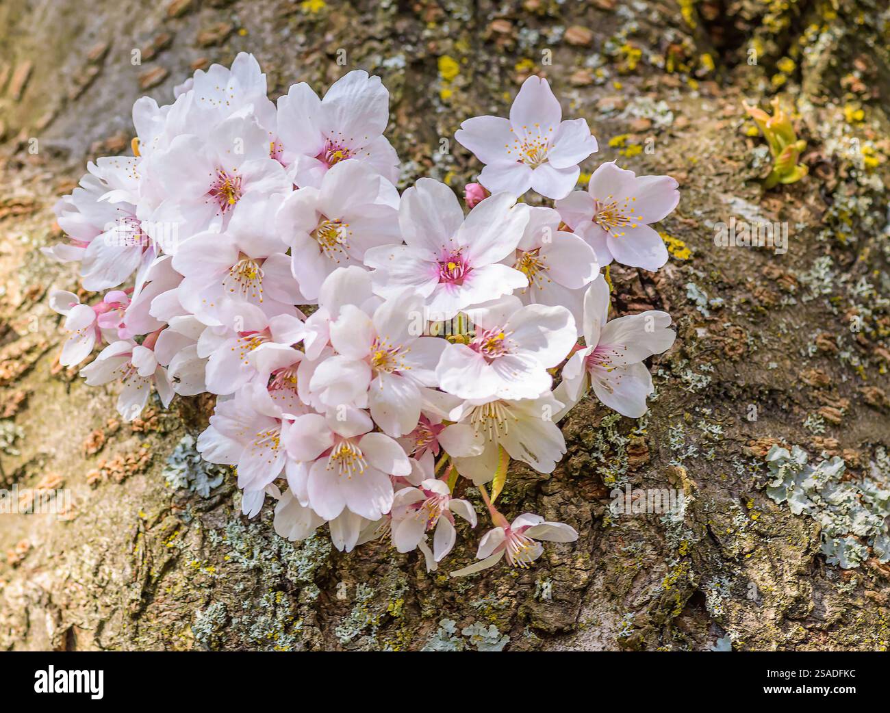 Beautiful blossoms on the trunk of a cherry blossom tree Stock Photo ...
