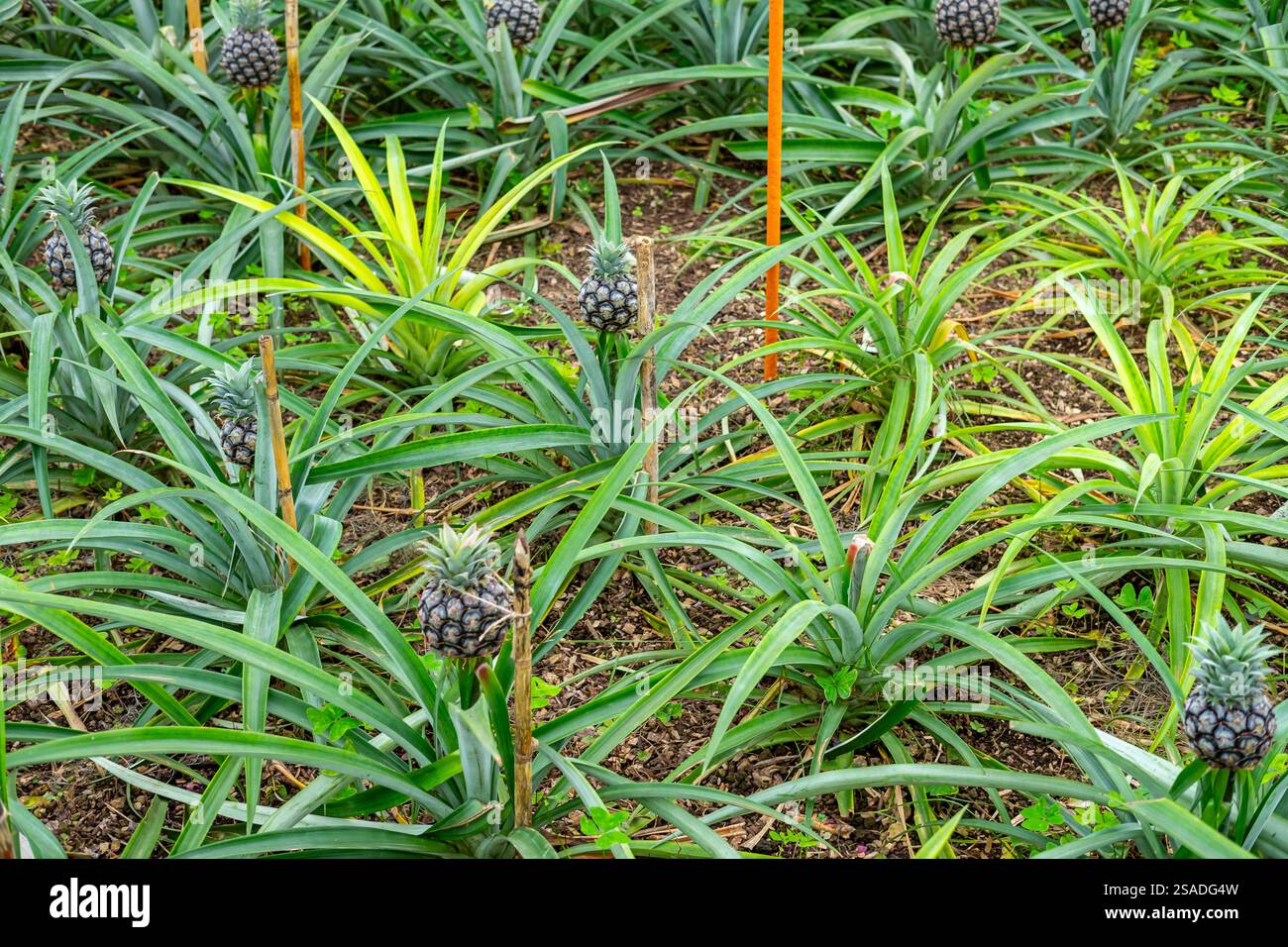 Pineapple ripening in a greenhouse at a pineapple plantation in the ...