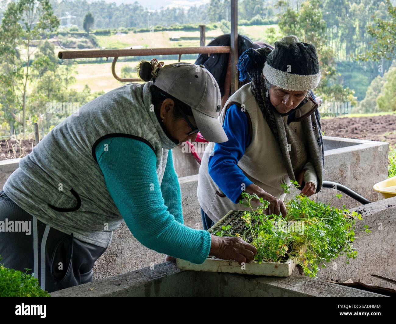 Local farmers preparing seedlings, Soil and Planting Crops for cultivation in a rural setting ...