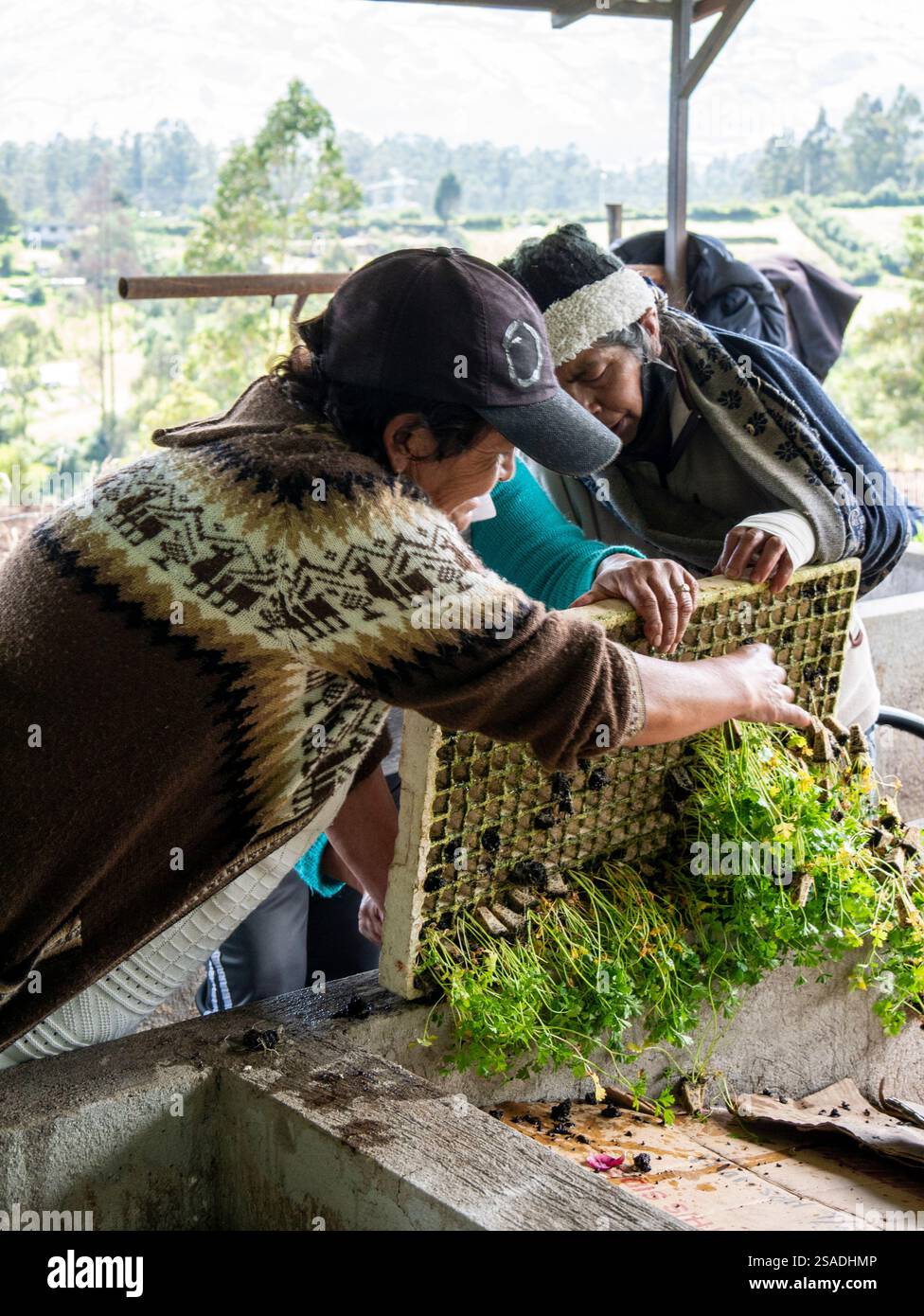 Local farmers preparing seedlings, Soil and Planting Crops for cultivation in a rural setting ...